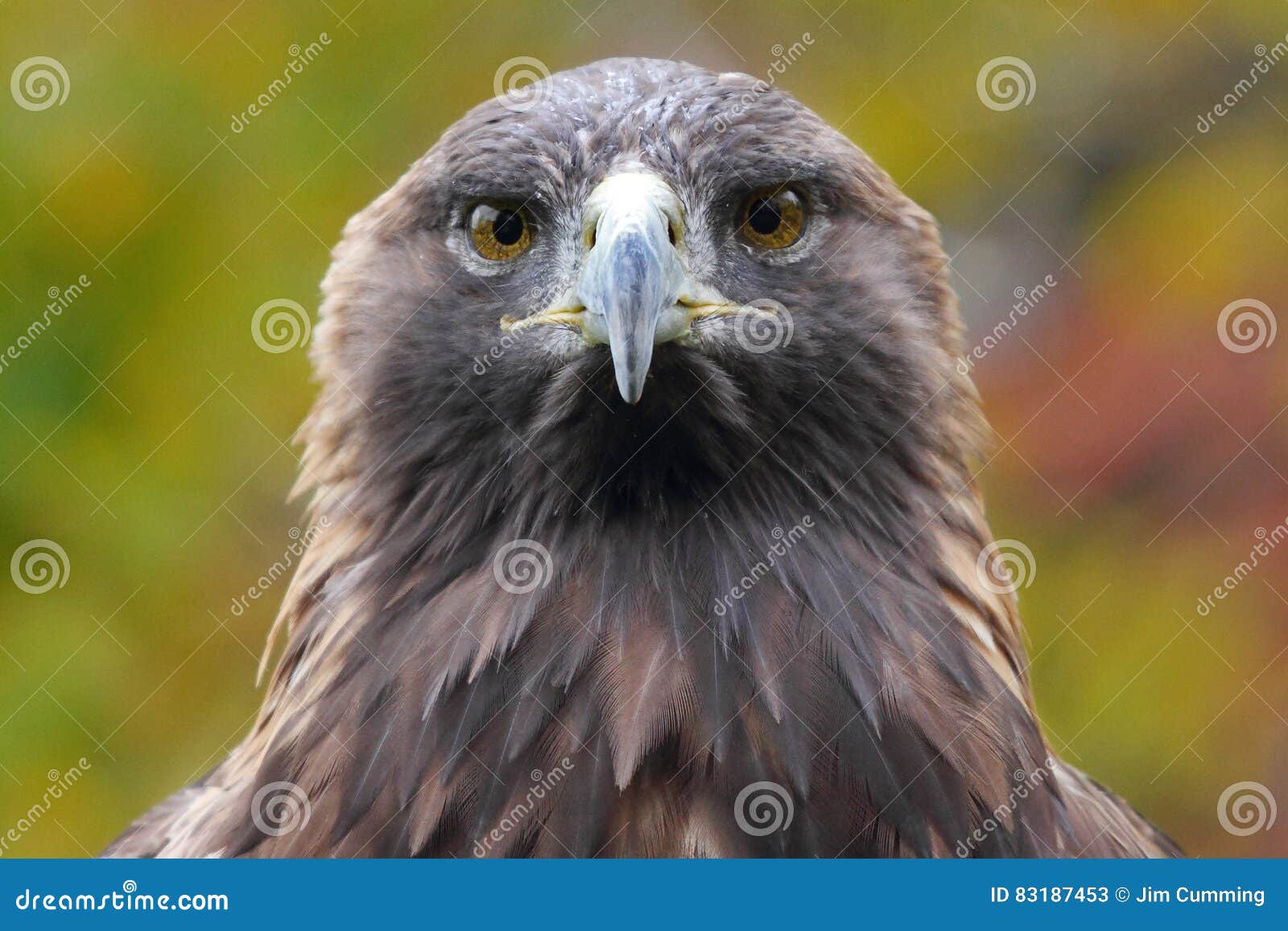Headshot Close Up Female Face Pleased Happy Caucasian Girl With Long ... Headshot Close Up Female Face Pleased Happy Caucasian Girl With Long ...