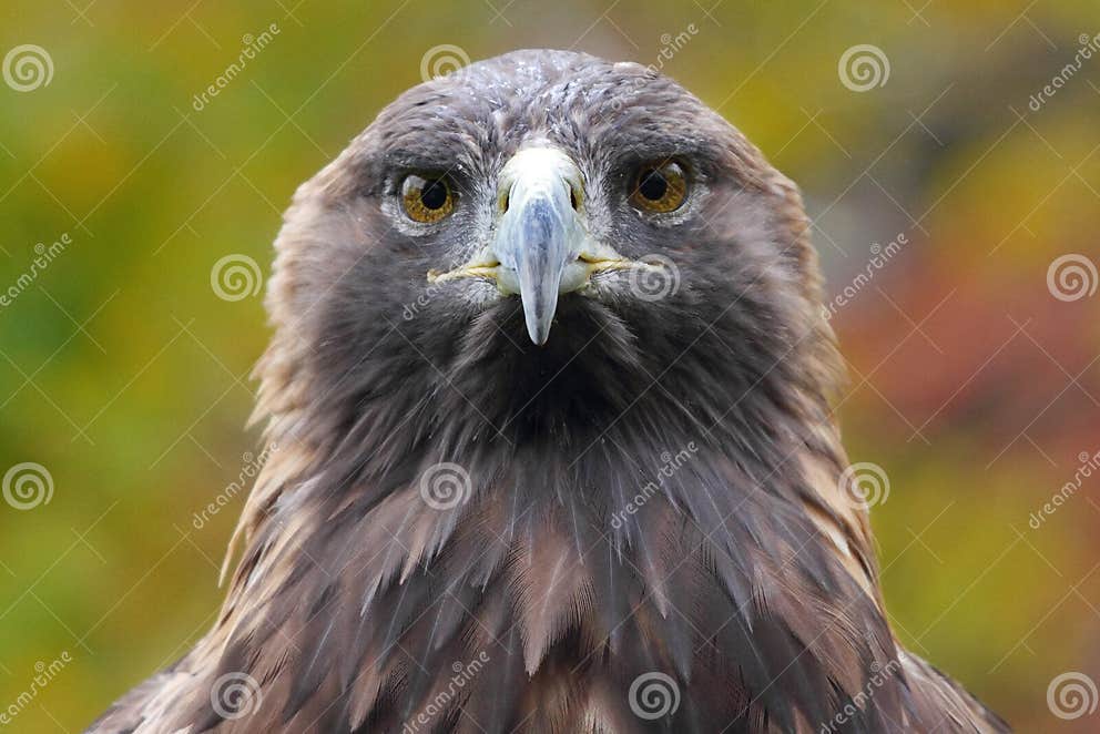 Golden Eagle Headshot Close-up Stock Image - Image of closeup, head: 83187453
