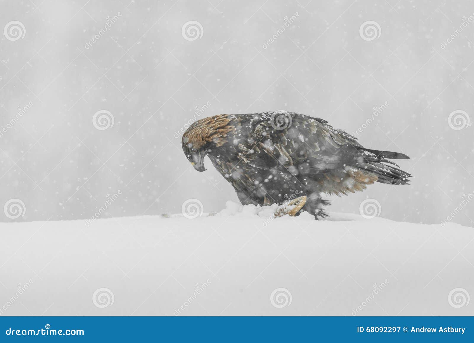 Golden Eagle in Heavy Snow. Stock Image - Image of ferocious, animal ...