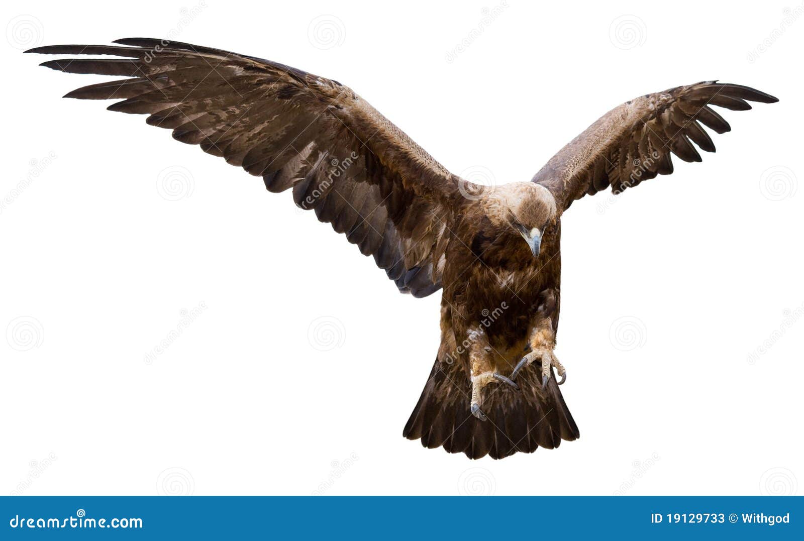 Golden eagle, isolated stock image. Image of prey, wing - 19129733