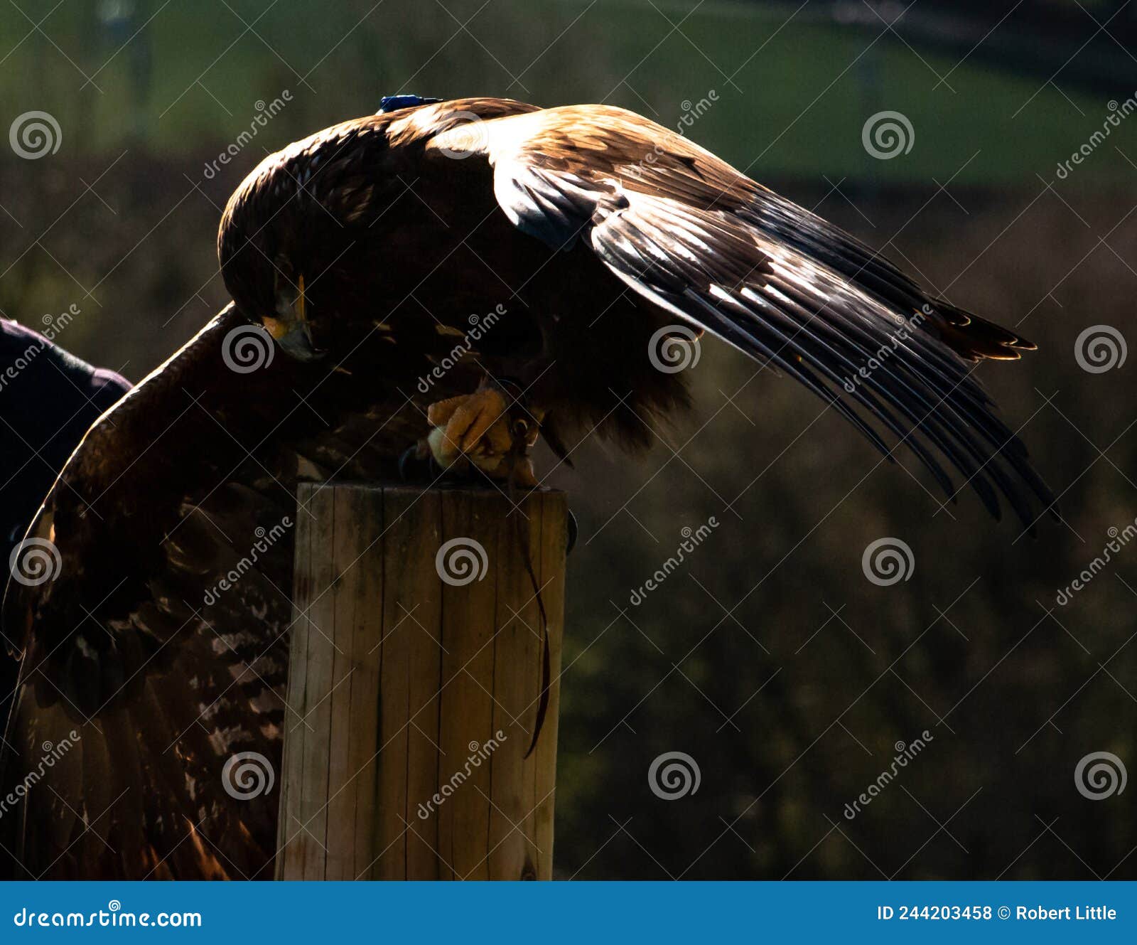 Golden eagle landing stock photo. Image of landing, golden - 244203458