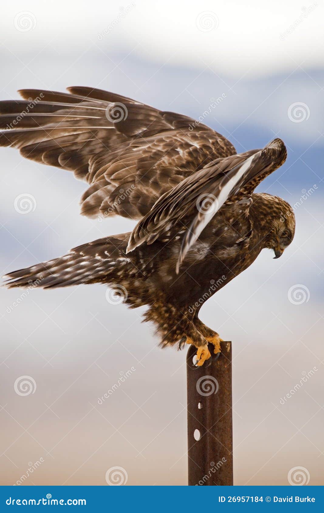 Dark Phase Rough-legged Hawk Buteo Lagopus Stock Photo - Image of ...