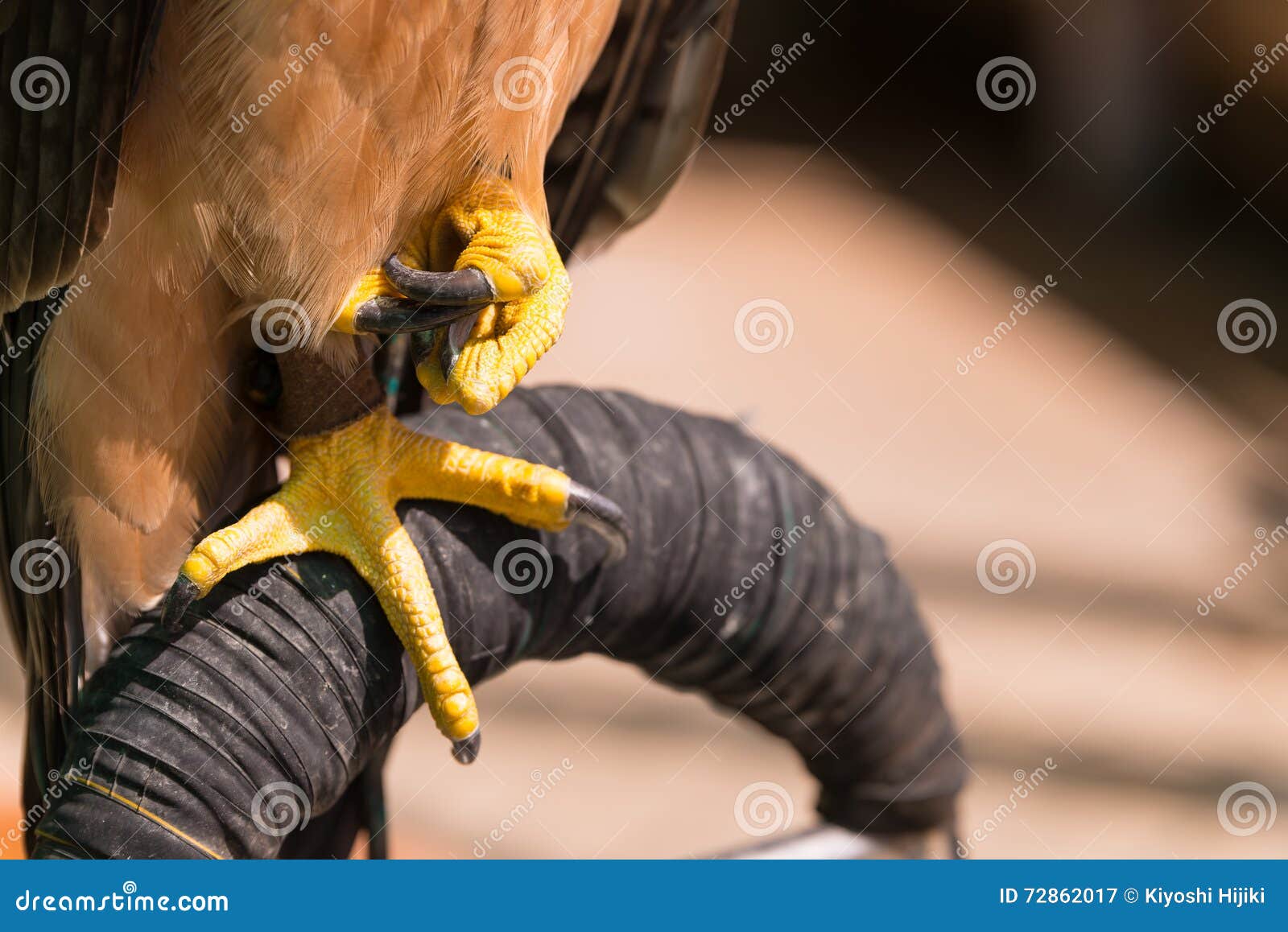 Golden Eagle legs close up stock image. Image of arabian - 72862017