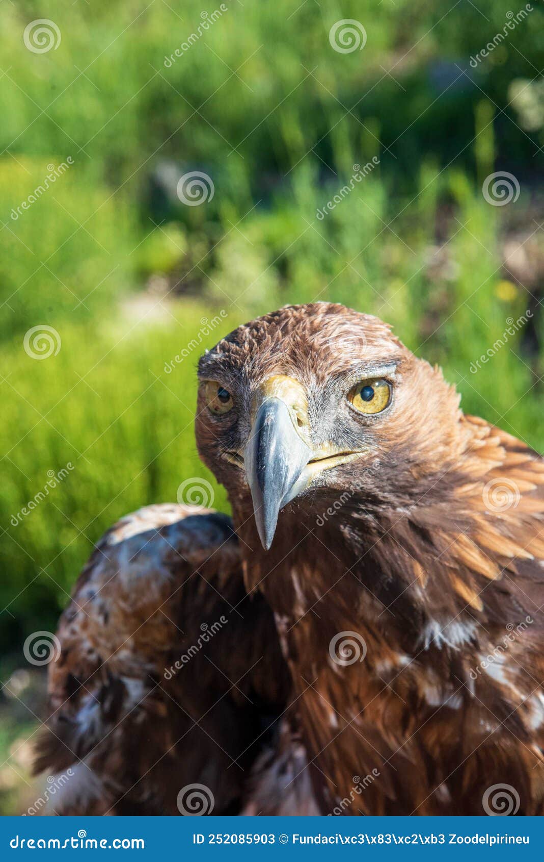 Golden Eagle Looking at the Camera Stock Image - Image of bird, iberian ...