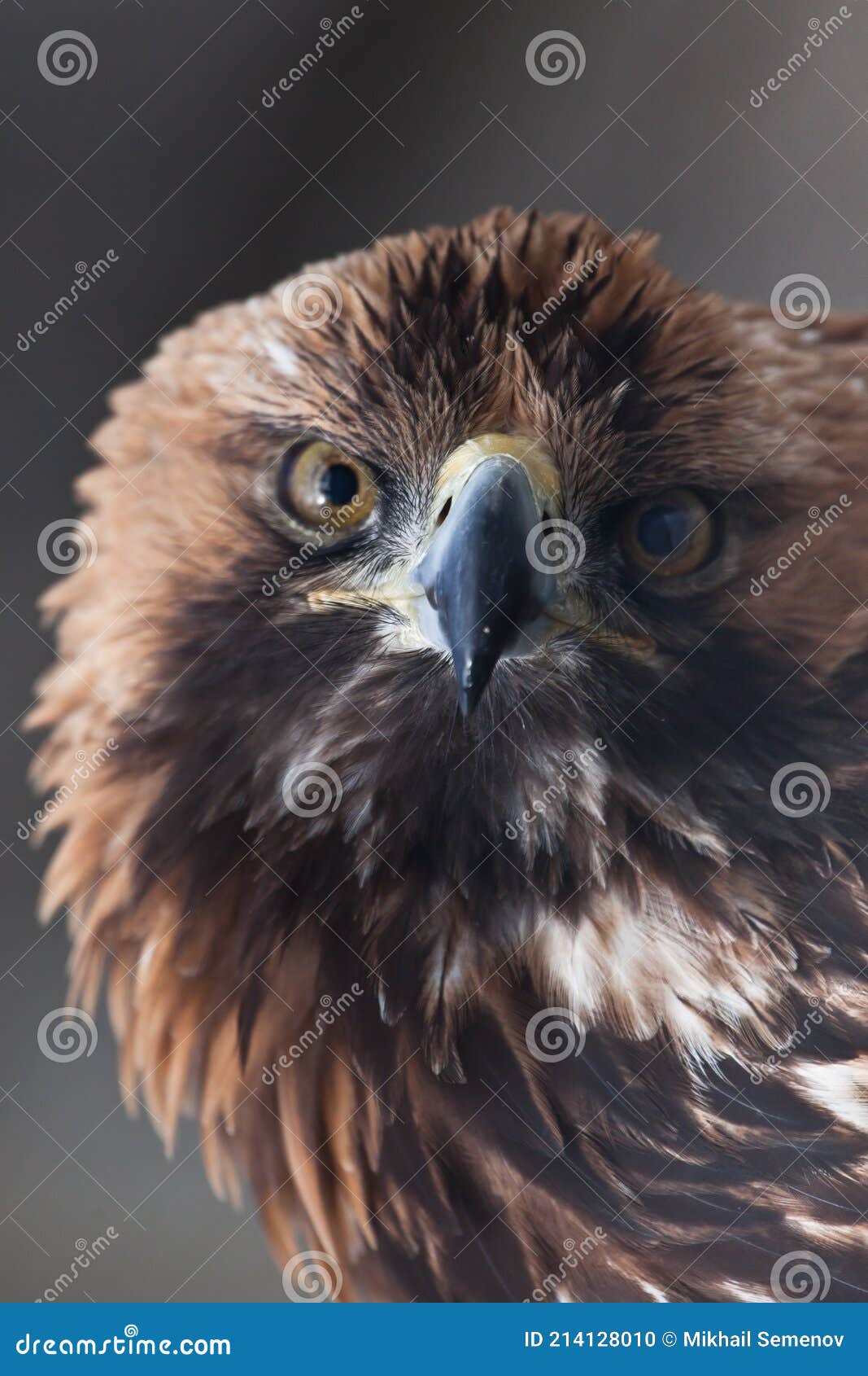 Golden Eagle Looks with a Sharp Look Full Face Turning His Head Stock ...