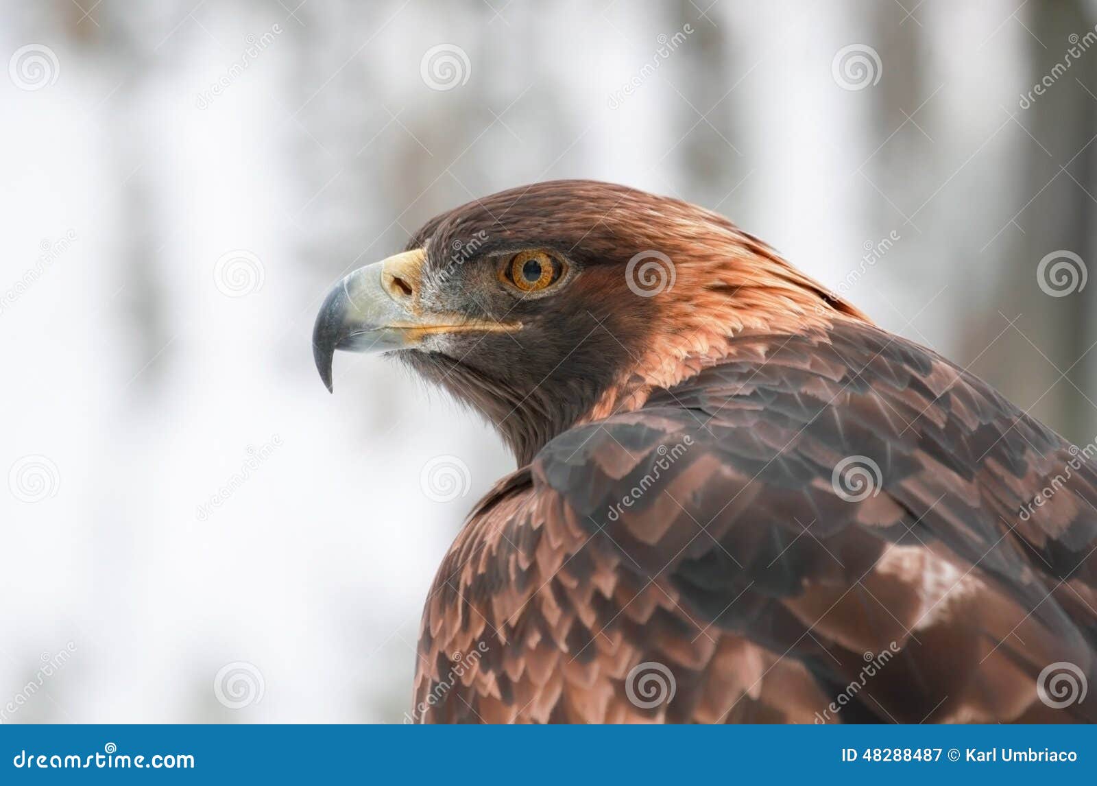 Golden eagle stock image. Image of wildlife, beauty, nature - 48288487