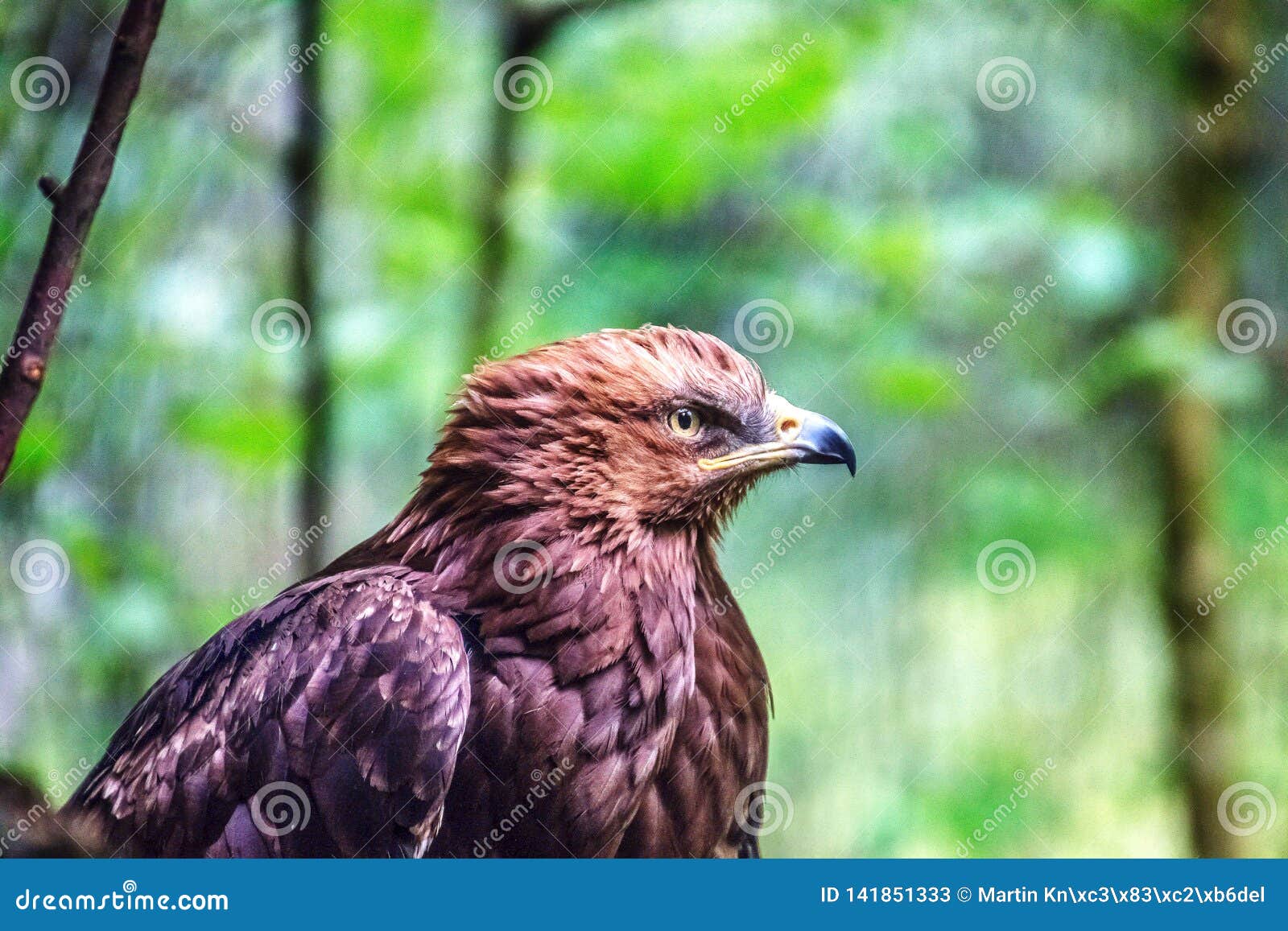 Golden Eagle Offspring Closeup Stock Image - Image of offspring ...
