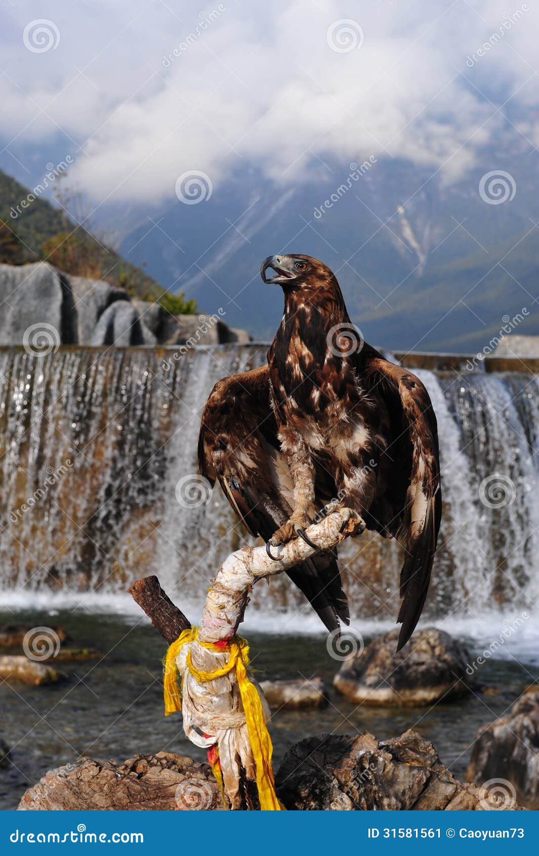 Golden eagle stock image. Image of eagle, feed, yunnan - 31581561