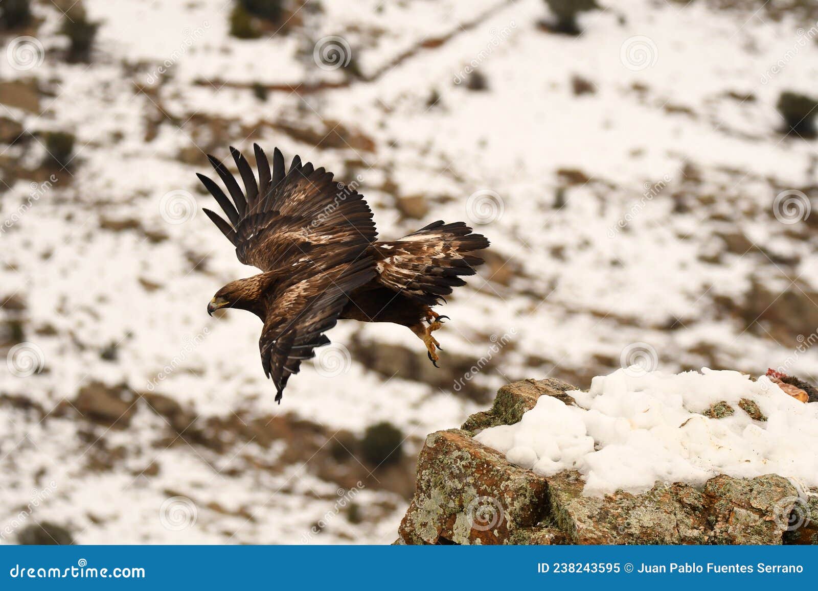 Golden Eagle with Open Wings Stock Image - Image of feathers, golden ...