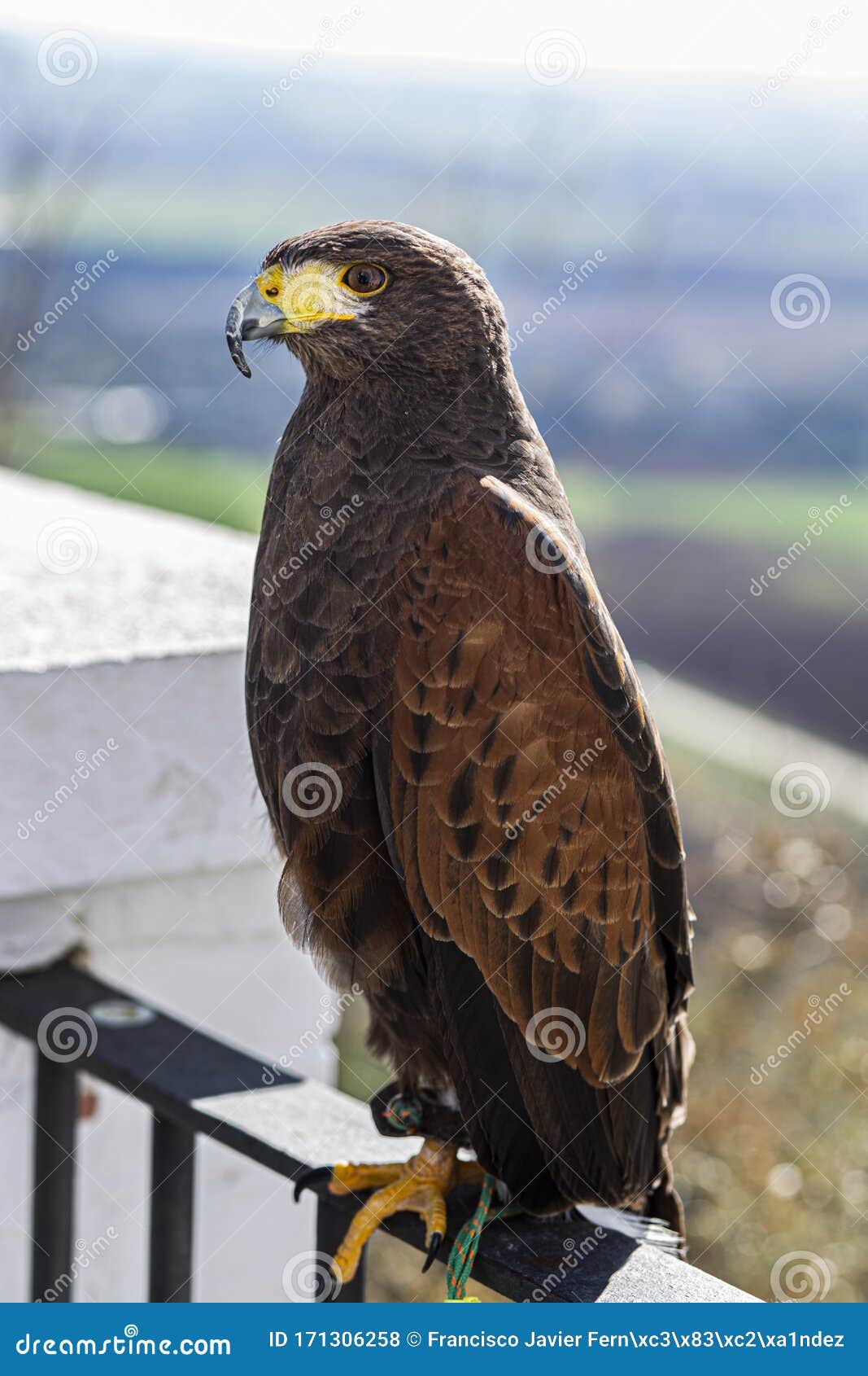 Golden Eagle Perched on a Rail Stock Photo - Image of watching, golden ...