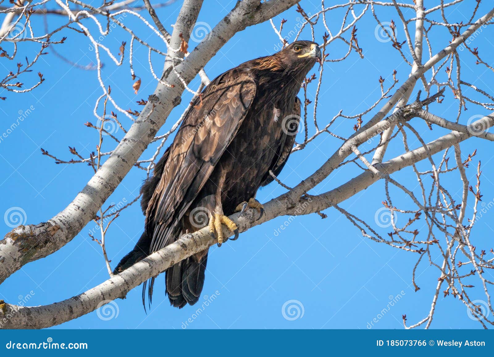 Golden Eagle Perched in a Tree Stock Photo - Image of outdoors ...
