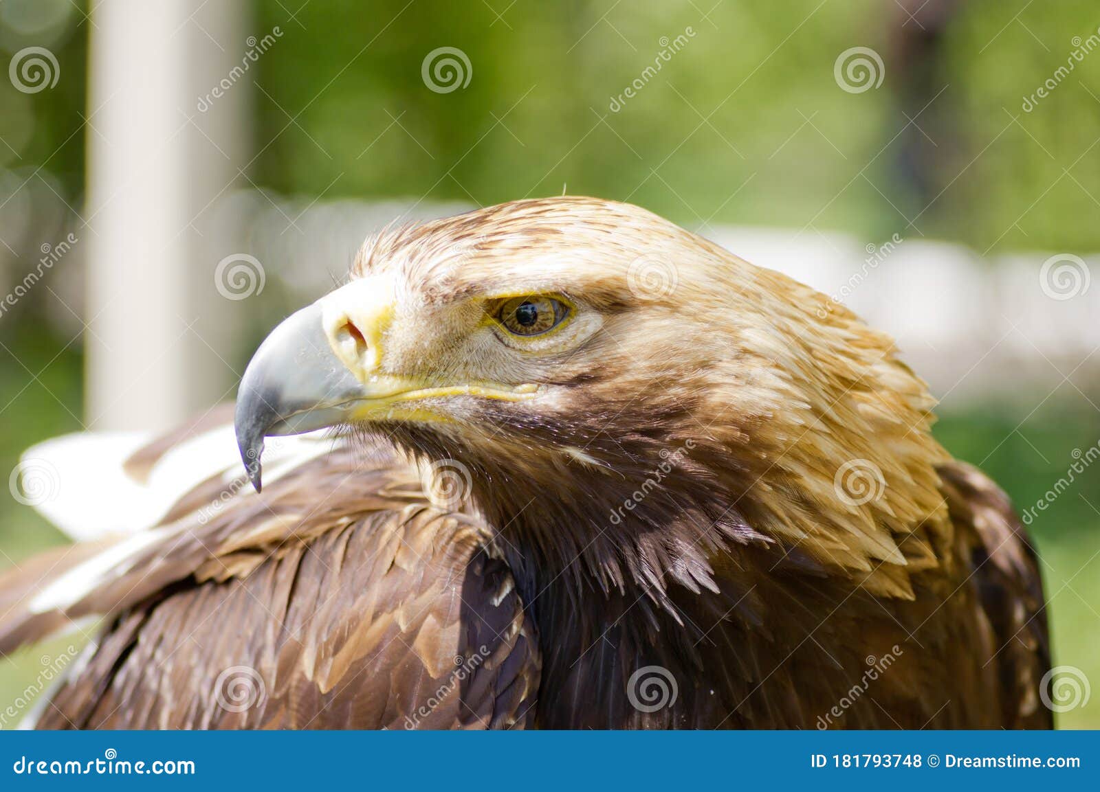 Golden eagle stock photo. Image of summer, prey, eagle - 181793748