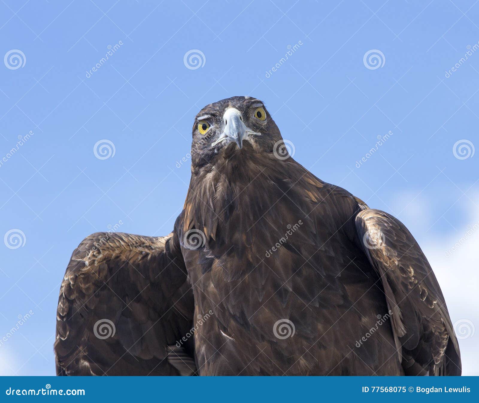 Golden Eagle stock image. Image of fauna, portrait, wildlife - 77568075