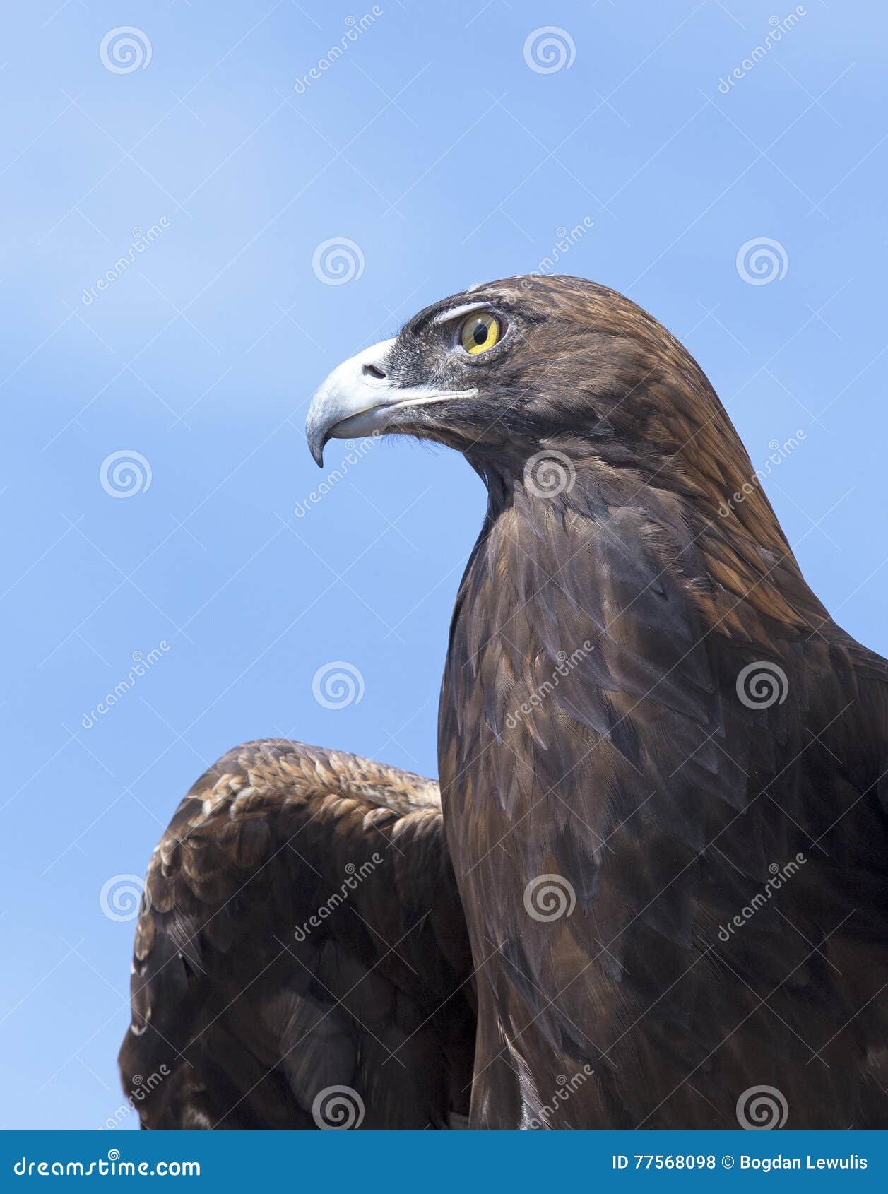 Golden Eagle stock photo. Image of wildlife, blue, hawk - 77568098