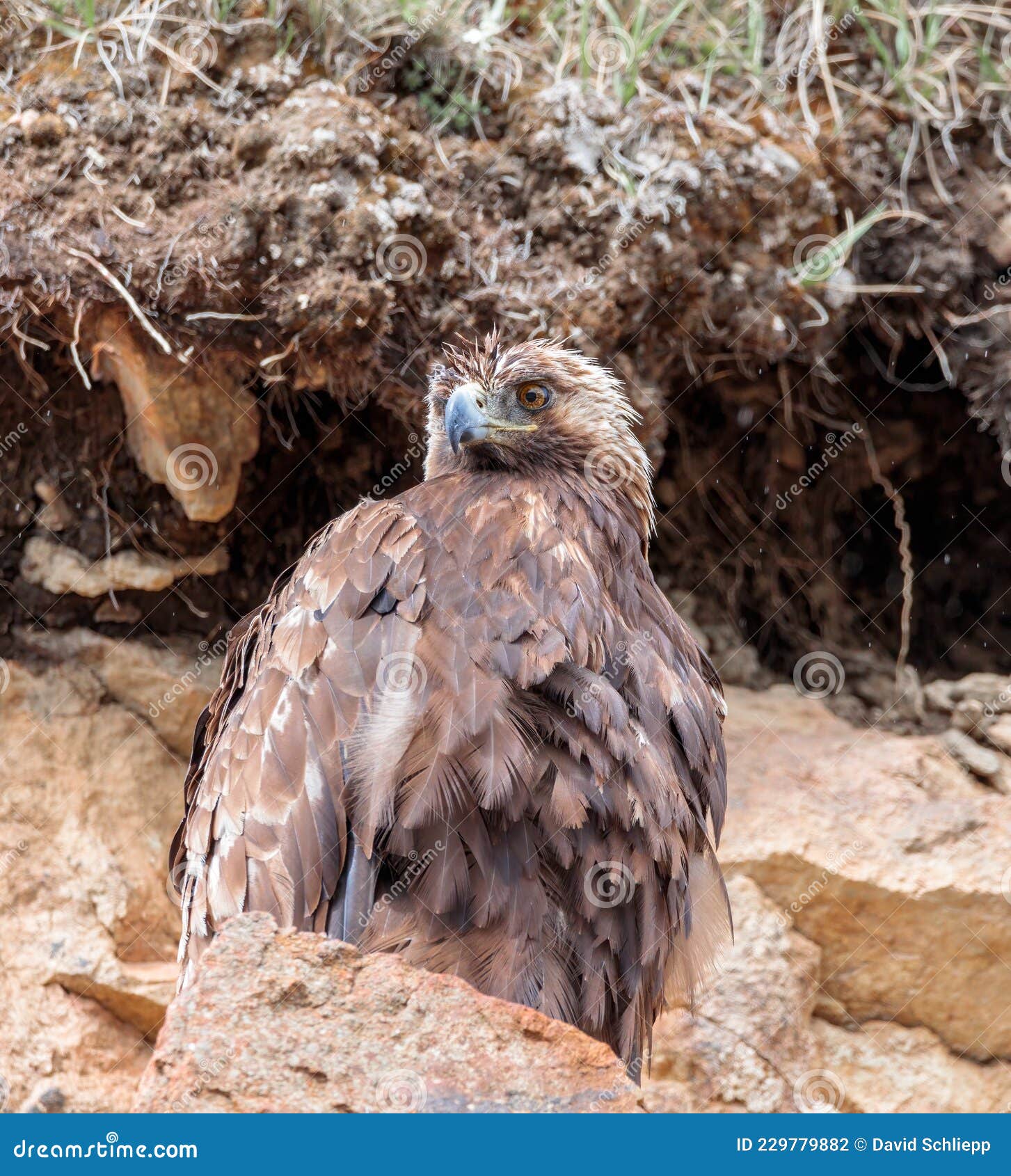 A Golden Eagle Poses on Its Perch Stock Photo - Image of predator ...