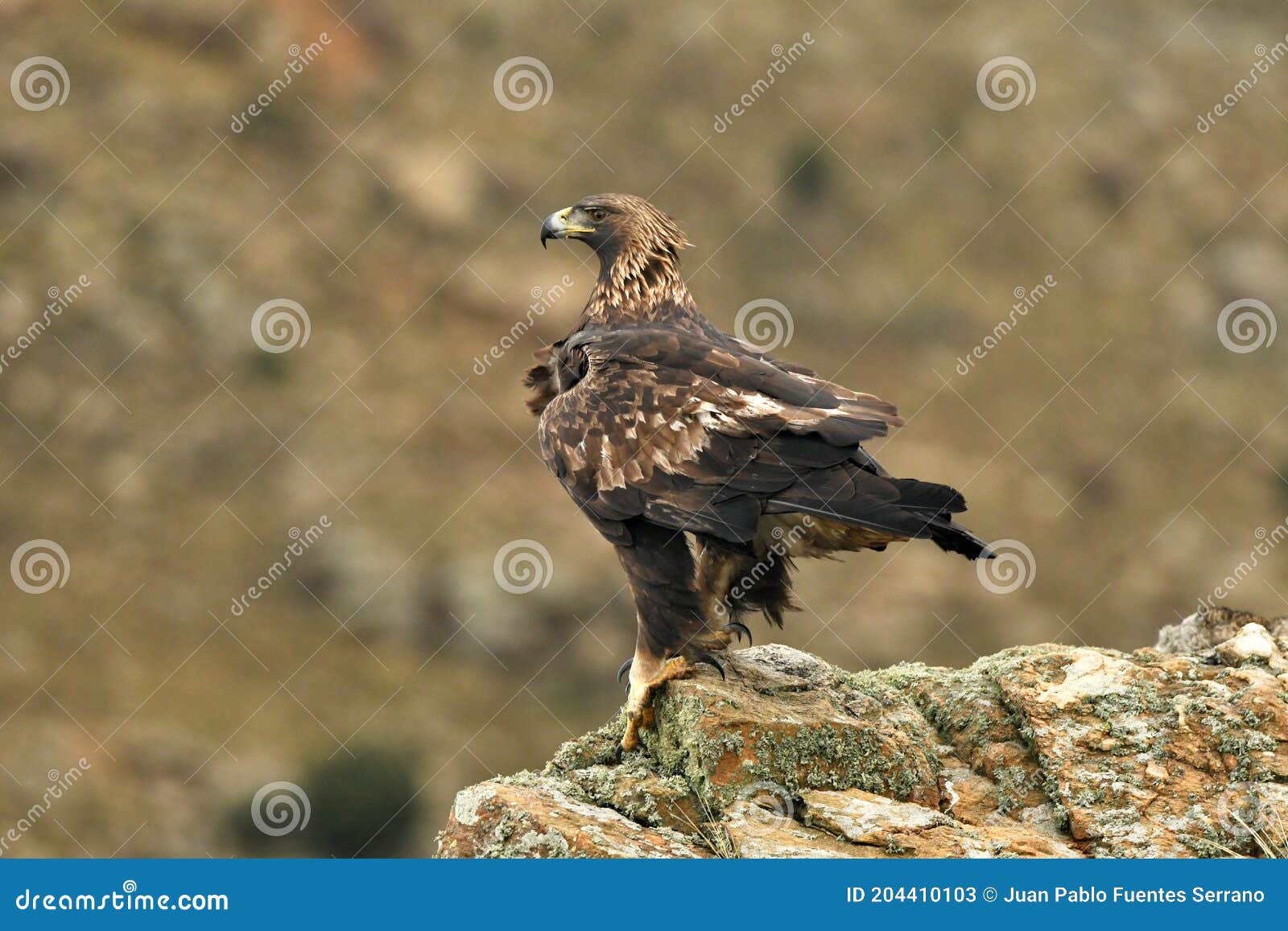 Golden Eagle Poses with a Prey Stock Image - Image of animales, elanium ...