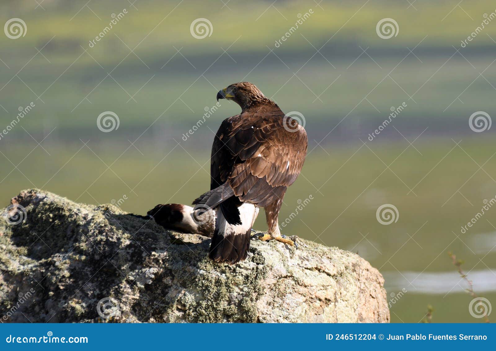 Golden eagle with a prey stock photo. Image of golden - 246512204