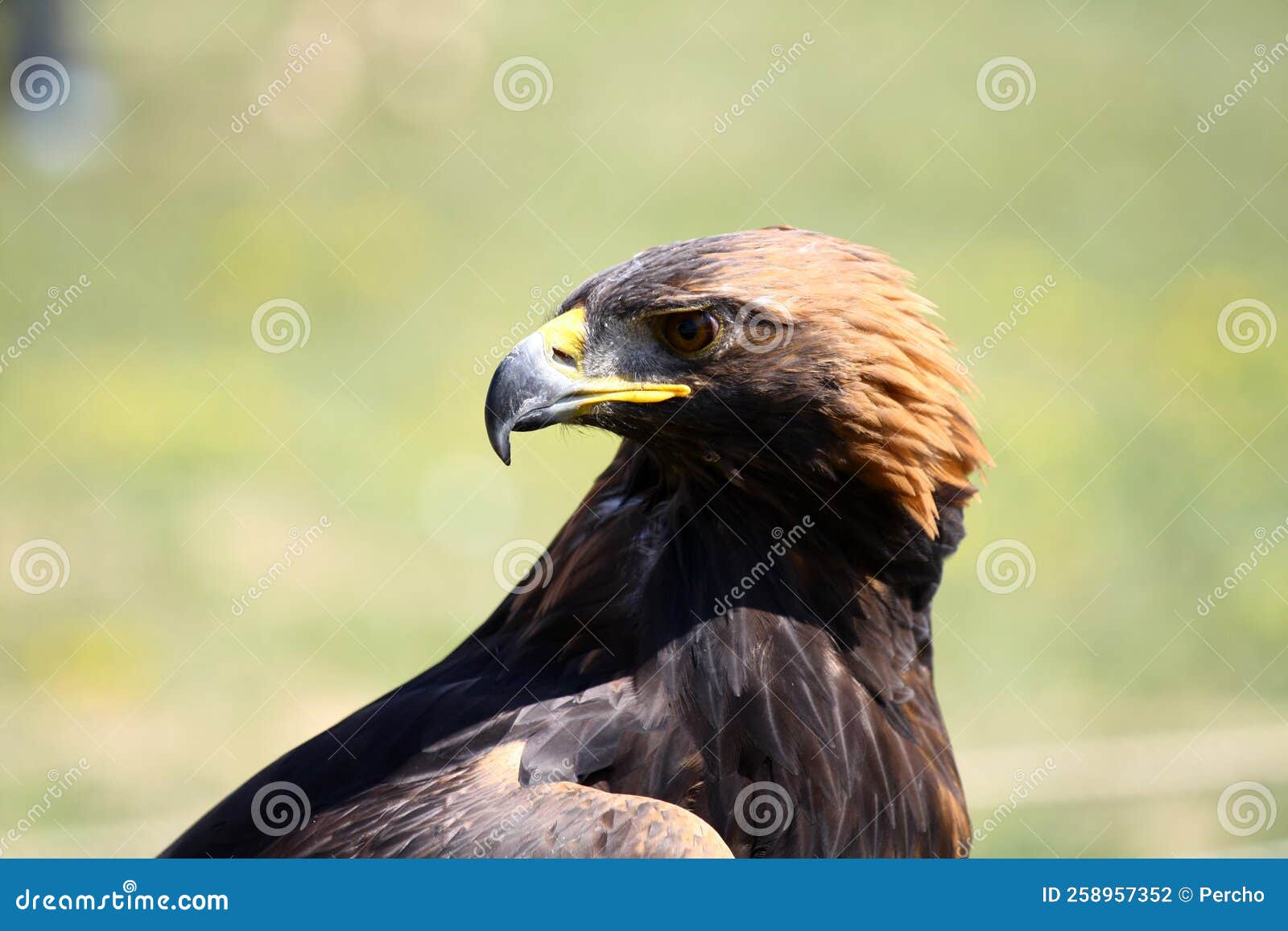 Golden Eagle stock photo. Image of eagle, animals, summer - 258957352