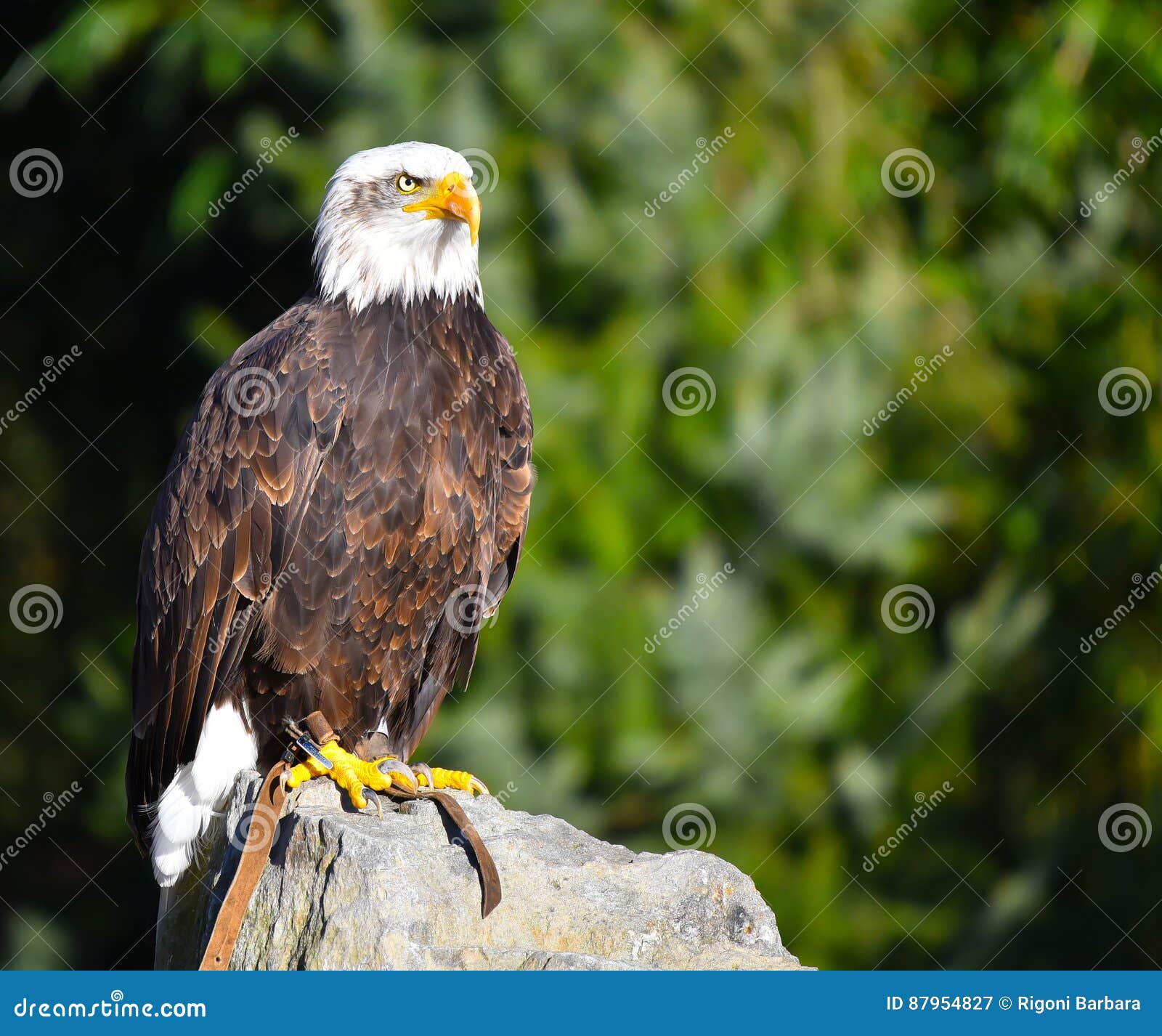 Golden Eagle Resting on Rock Stock Image - Image of beak, wildlife ...