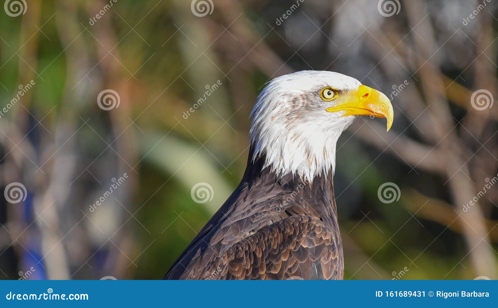 Golden Eagle Resting on the Stone, in the Foreground Stock Image ...