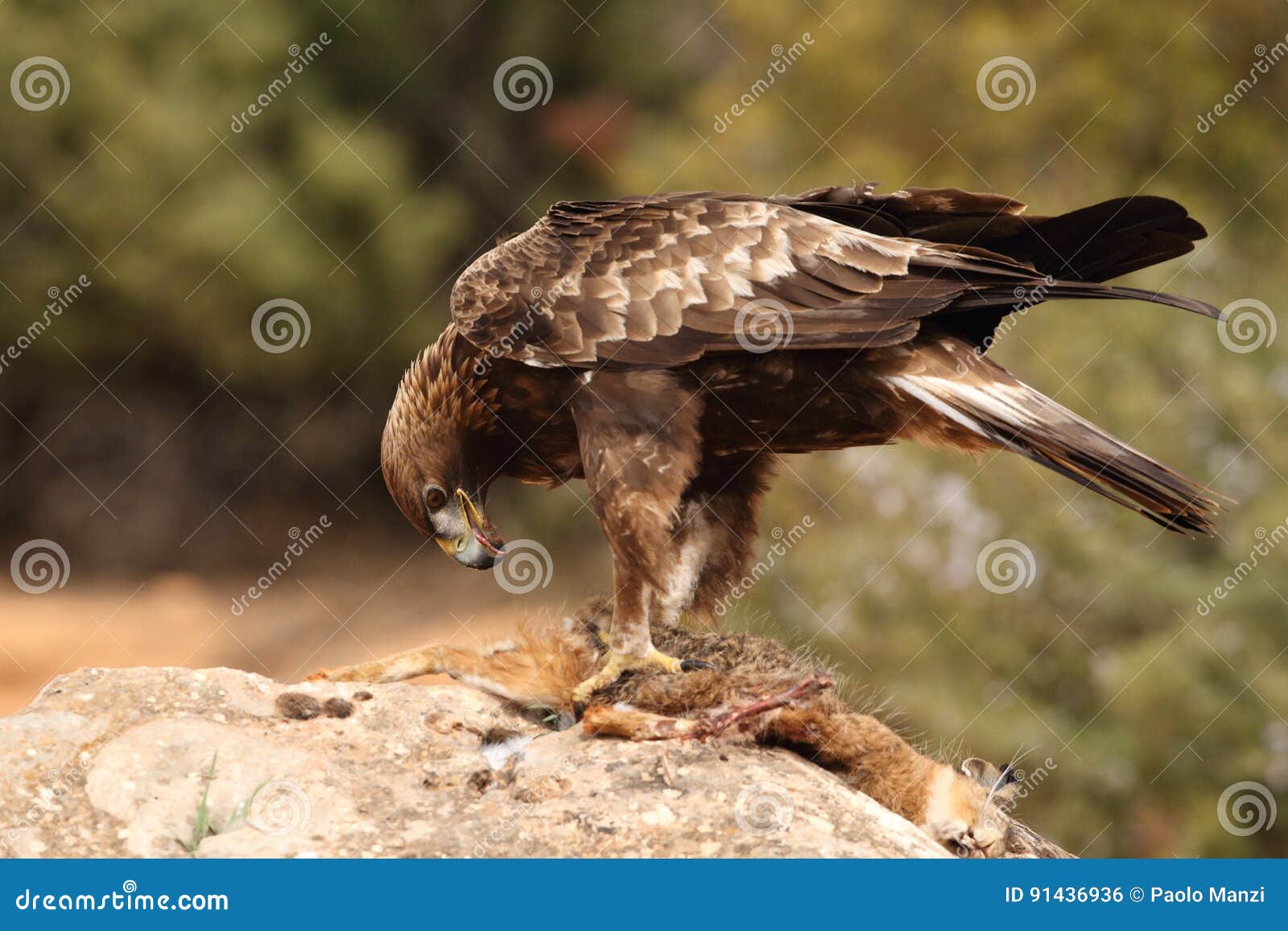 Golden eagle on the rocks stock photo. Image of bird - 91436936