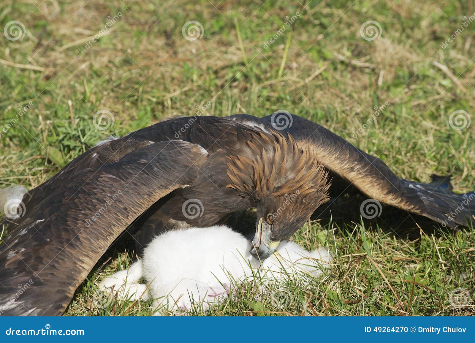 Golden Eagle and it S Prey on the Grass, Circa Almaty, Kazakhstan ...