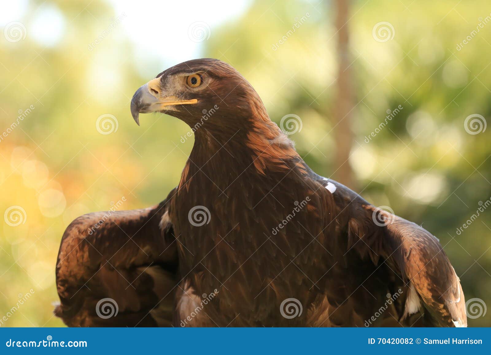 Golden Eagle stock photo. Image of prey, eagle, beak - 70420082