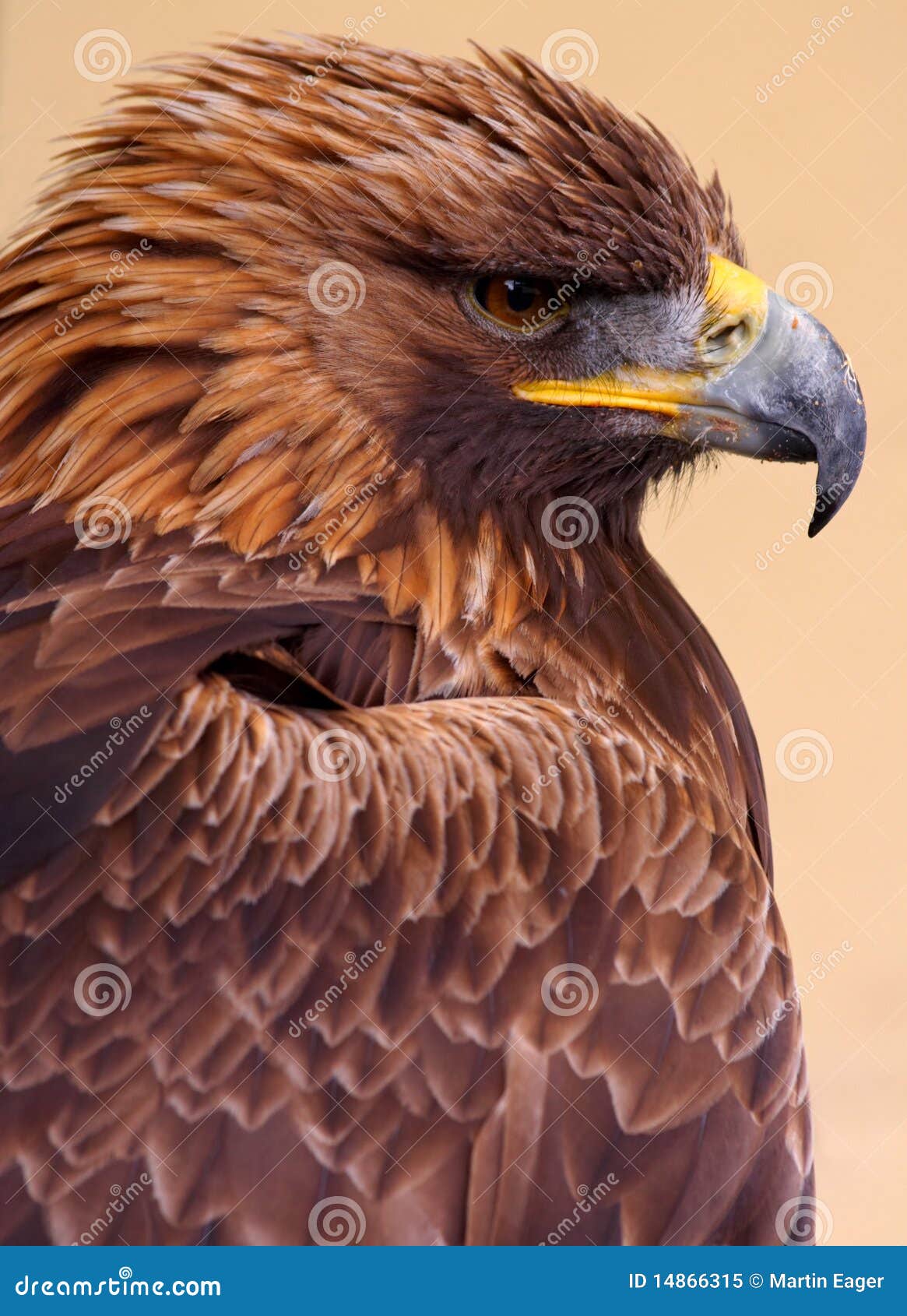 Golden Eagle Side Portrait stock image. Image of isolated - 14866315