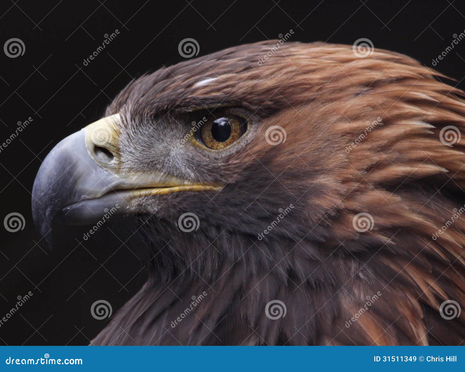 Golden Eagle Side View Royalty-Free Stock Photo | CartoonDealer.com ...