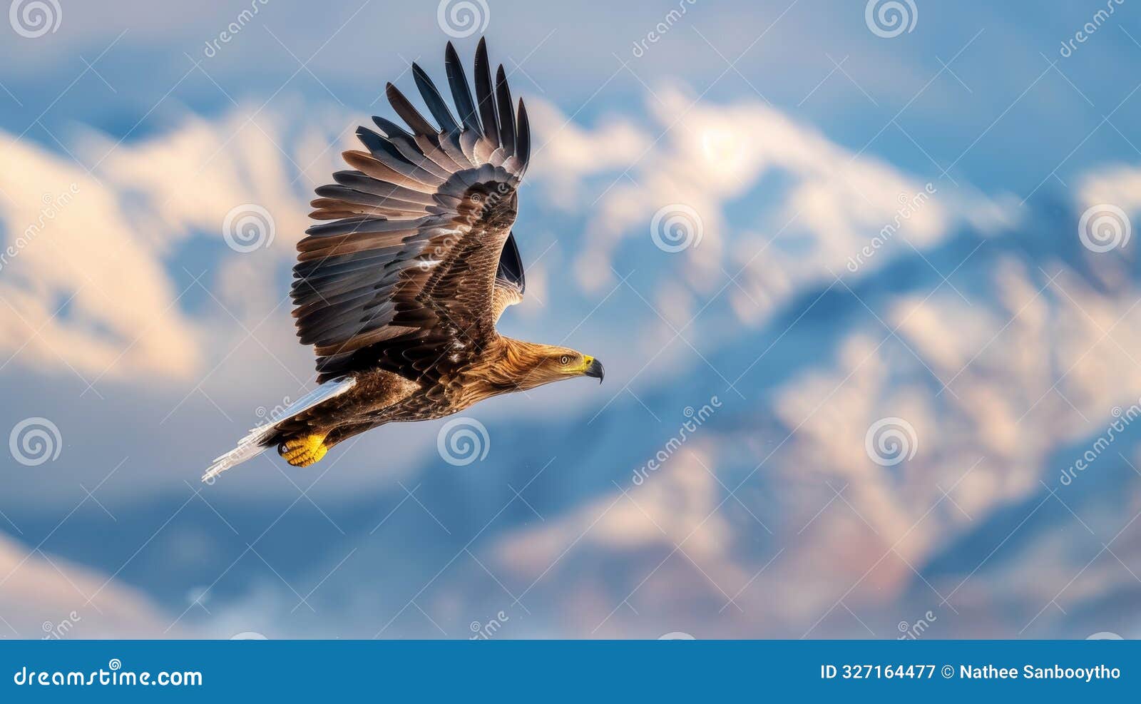 Golden Eagle Soaring Over Snowy Mountains Stock Image - Image of ...