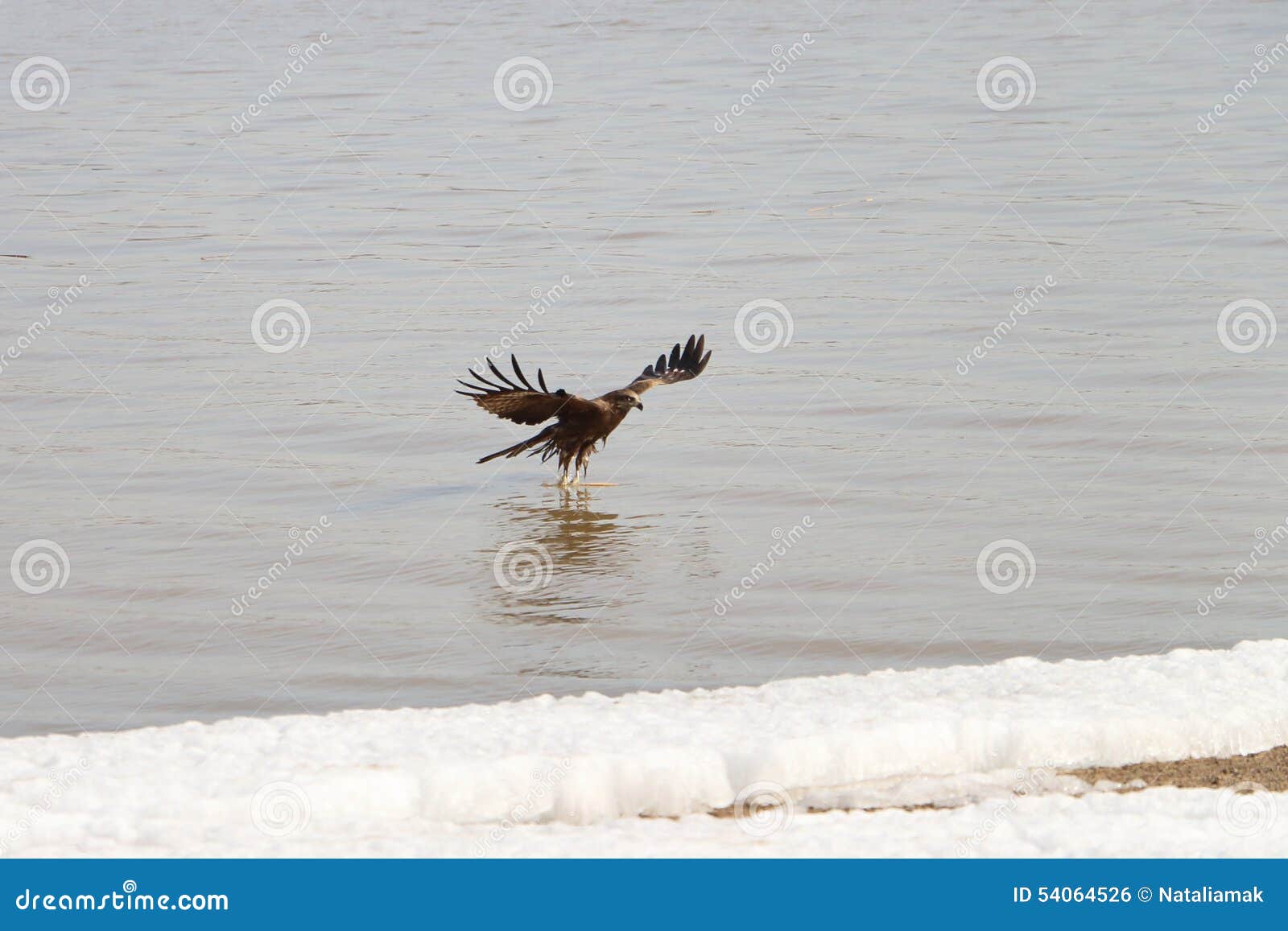 The Golden Eagle Standing on a Snag in the River Stock Photo - Image of ...
