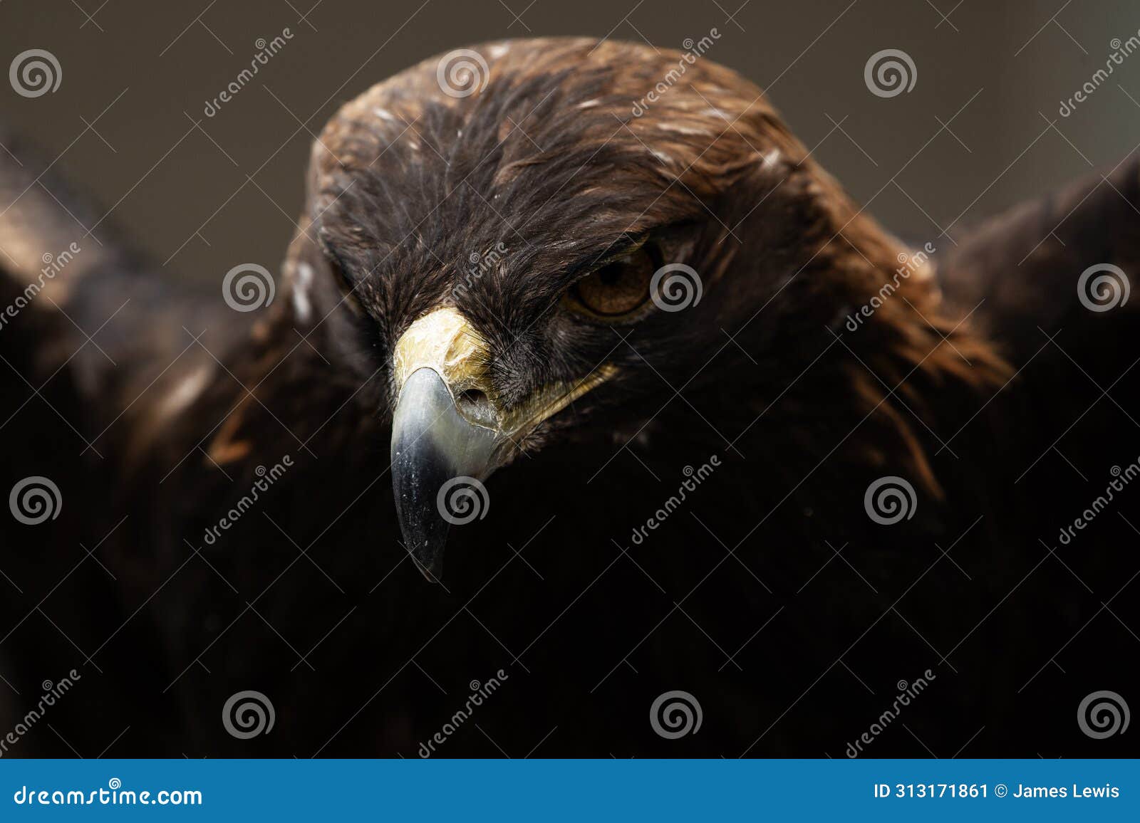 Golden Eagle stock image. Image of birdphotography, ornithology - 313171861