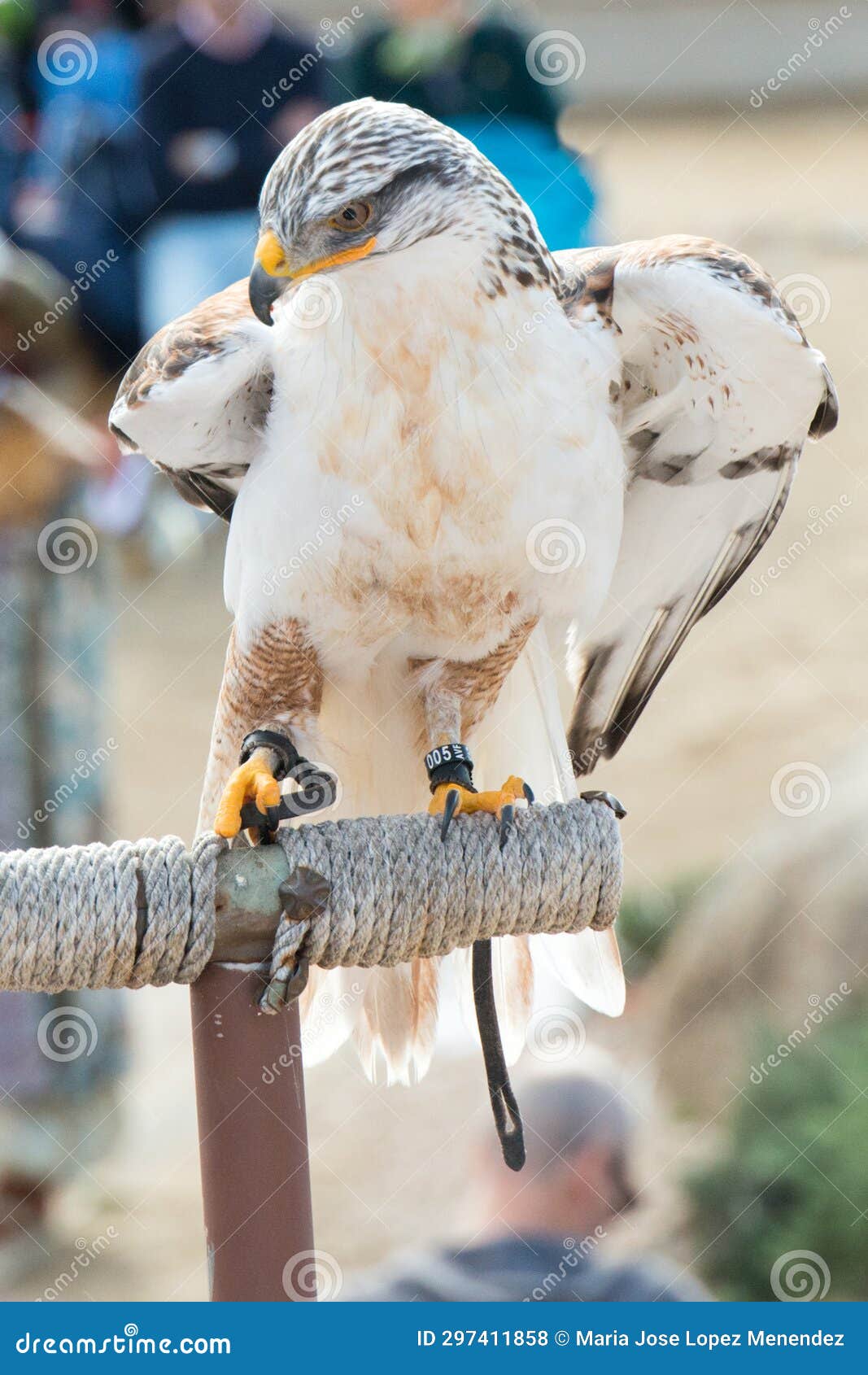 Golden Eagle during a Training Sesion Stock Photo - Image of outdoors ...
