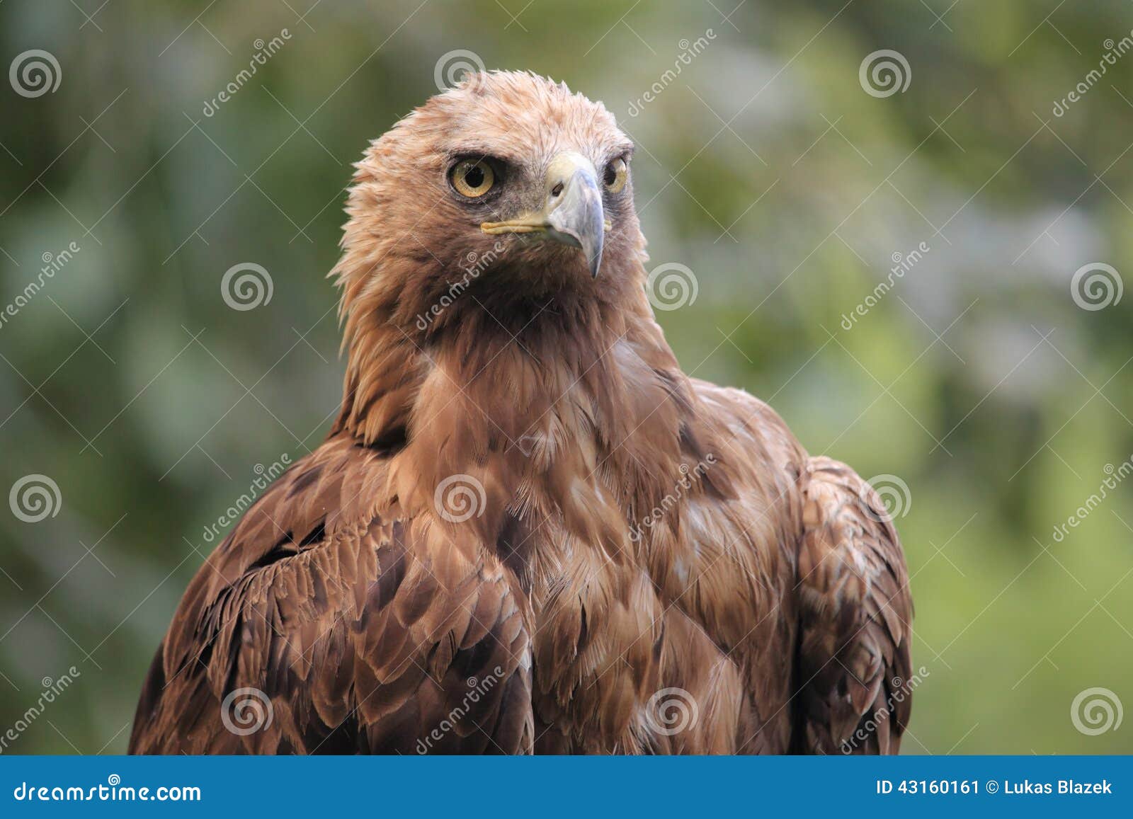 Golden eagle stock image. Image of prey, body, chrysaetos - 43160161