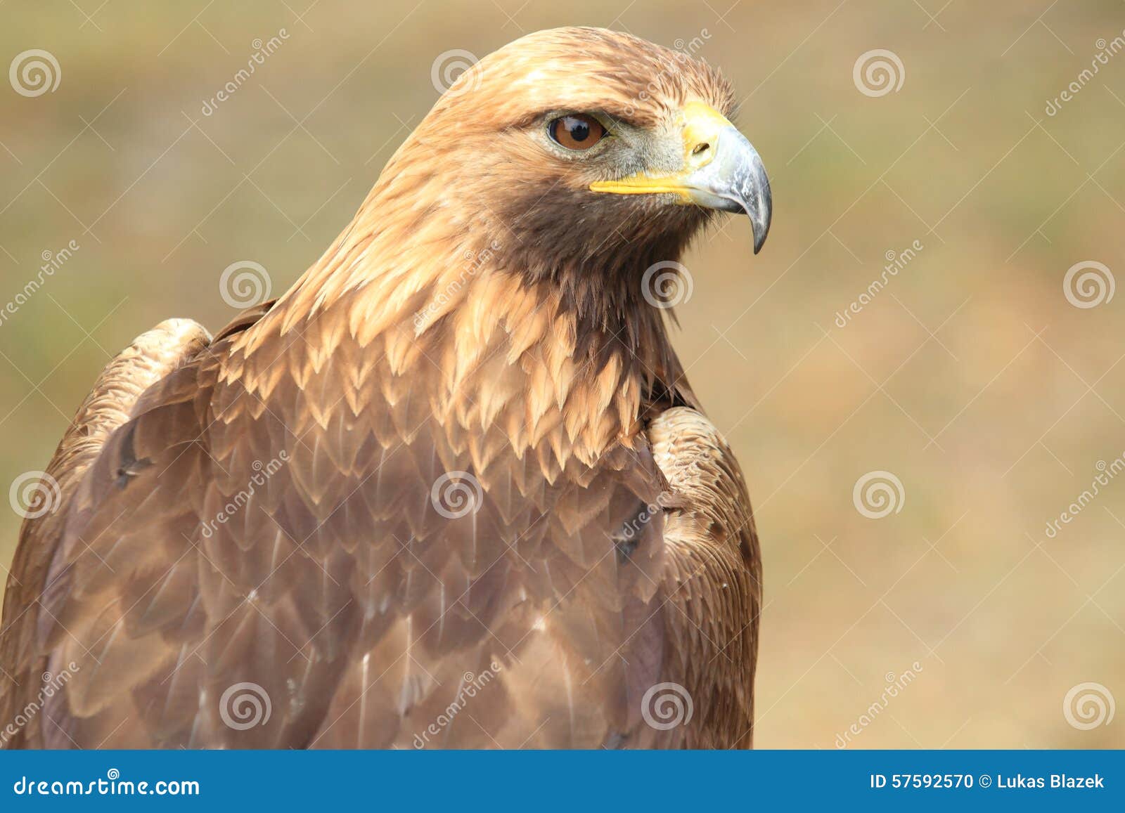 Golden eagle stock photo. Image of detail, nature, aquila - 57592570