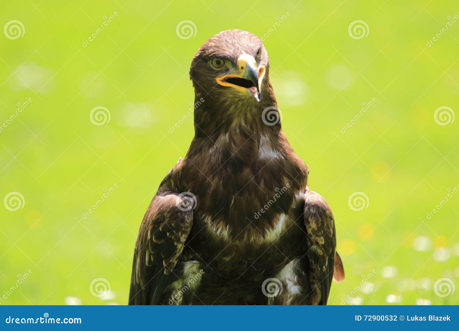 Golden eagle stock photo. Image of aquila, prey, adult - 72900532