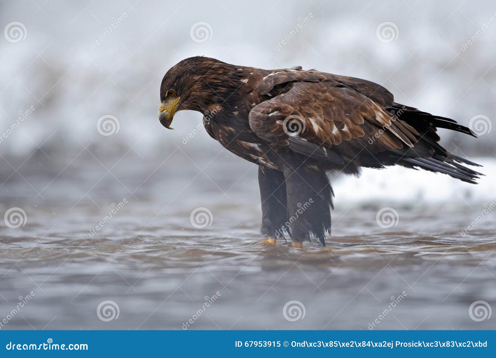 Golden Eagle in the Water during Snowy Winter Stock Image - Image of ...