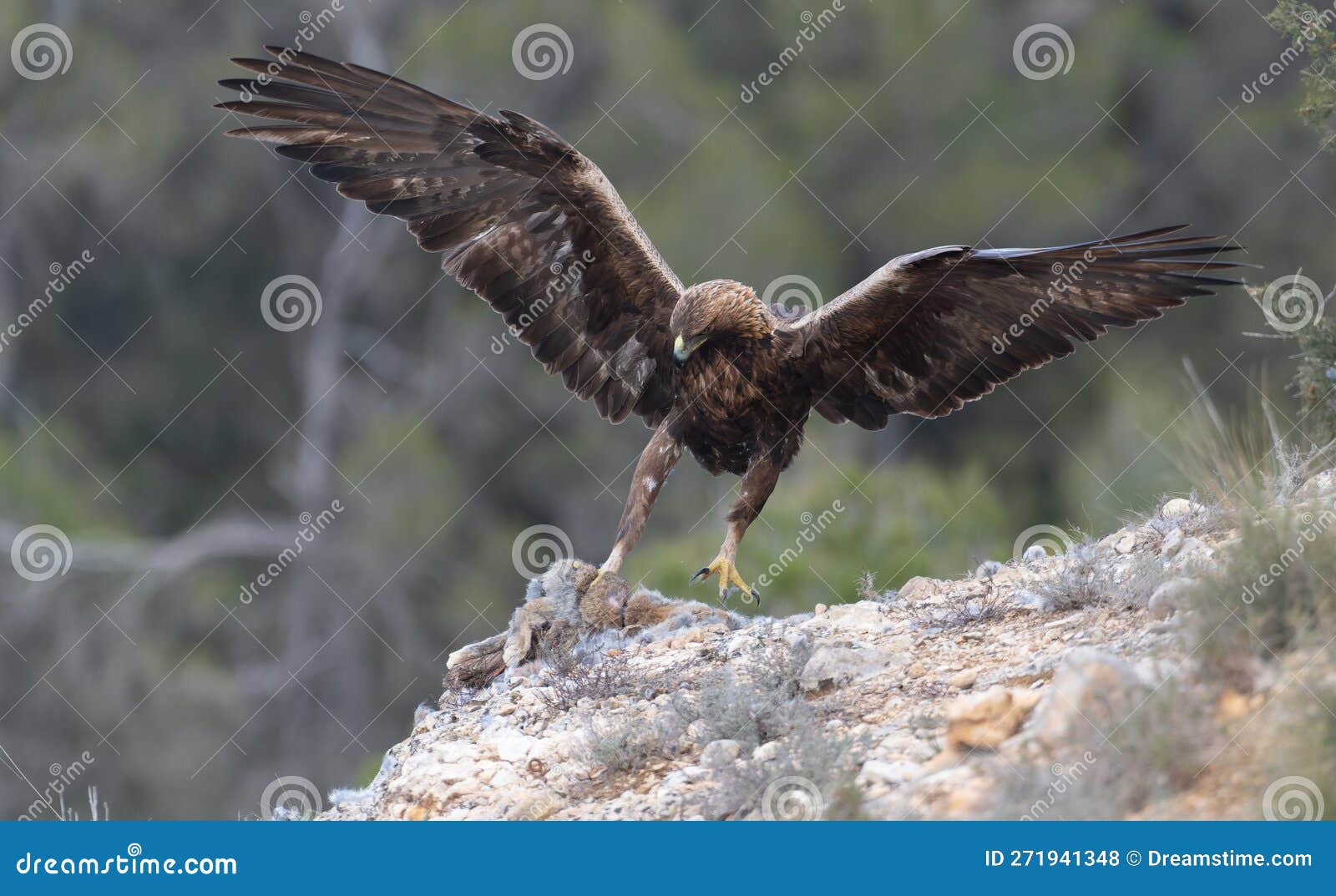 Golden Eagle wing spread stock photo. Image of falcon - 271941348