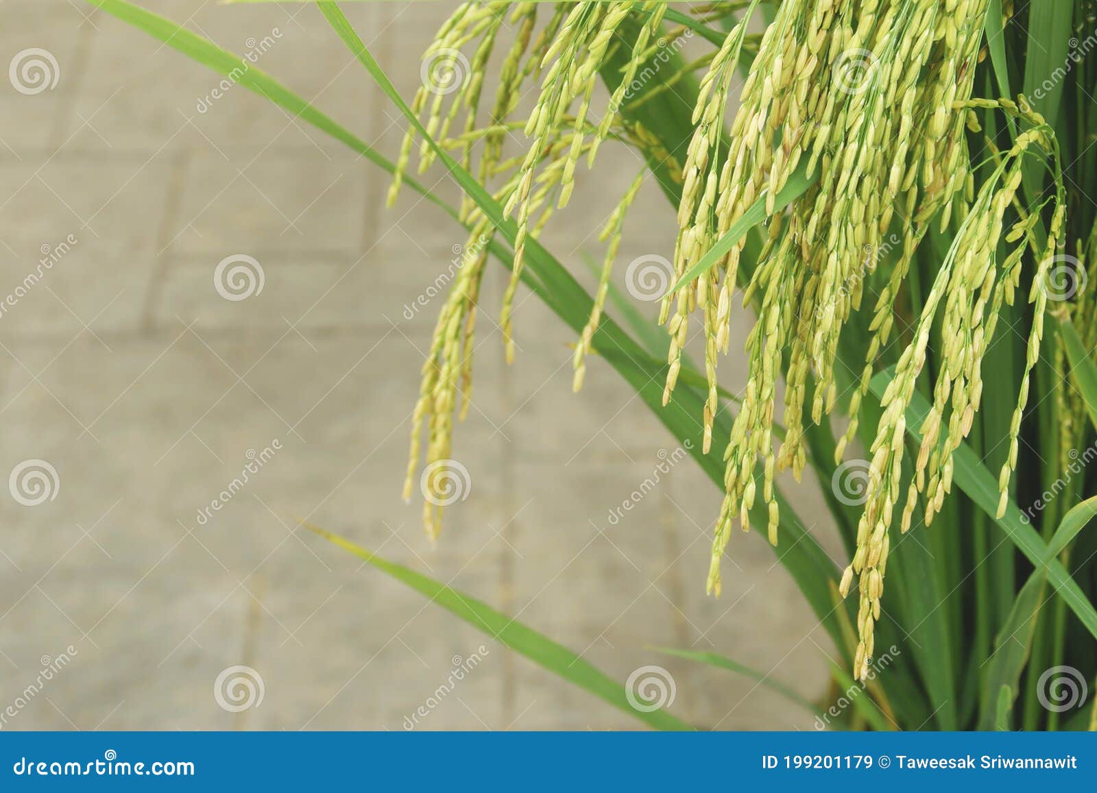 Golden Ear of Rice stock image. Image of ripe, crop - 199201179