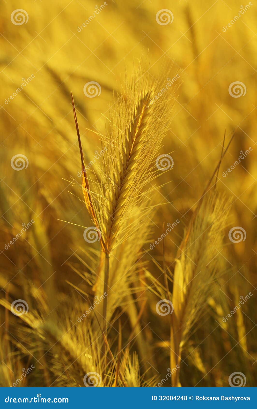 Golden ear stock photo. Image of agriculture, kernel - 32004248