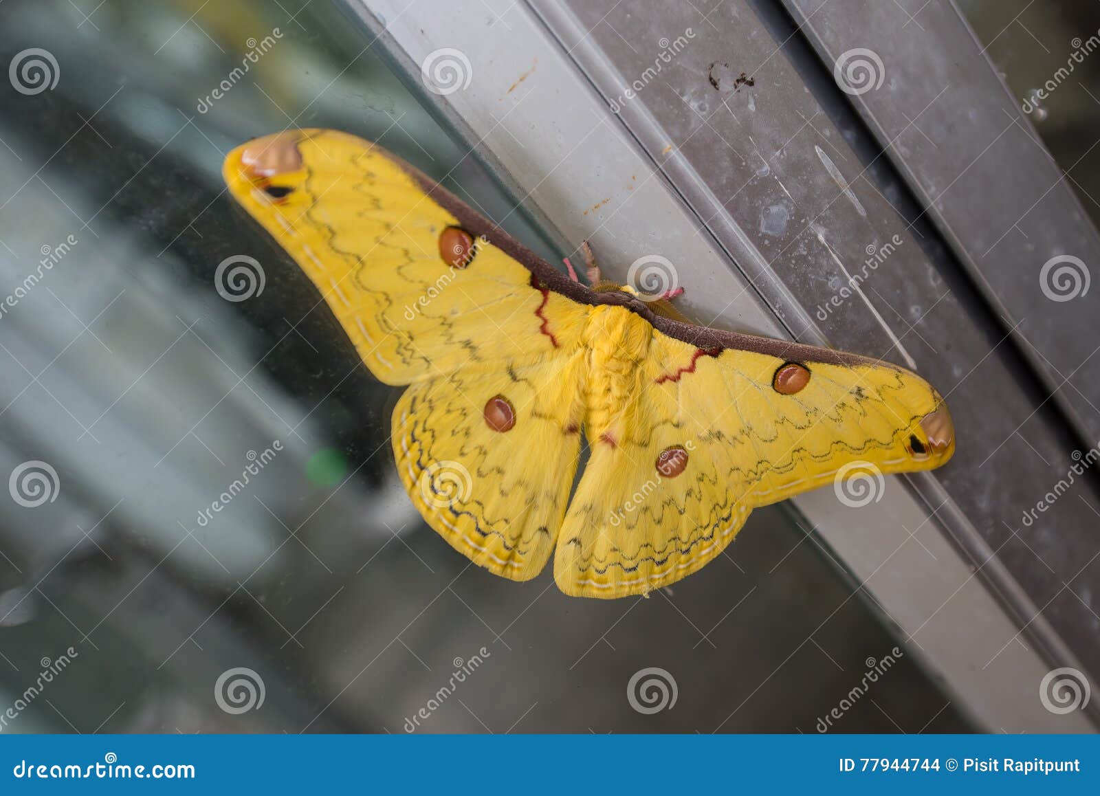 Golden Emperor Moth, Loepa Katinka, Bhandardara, Maharashtra, India ...