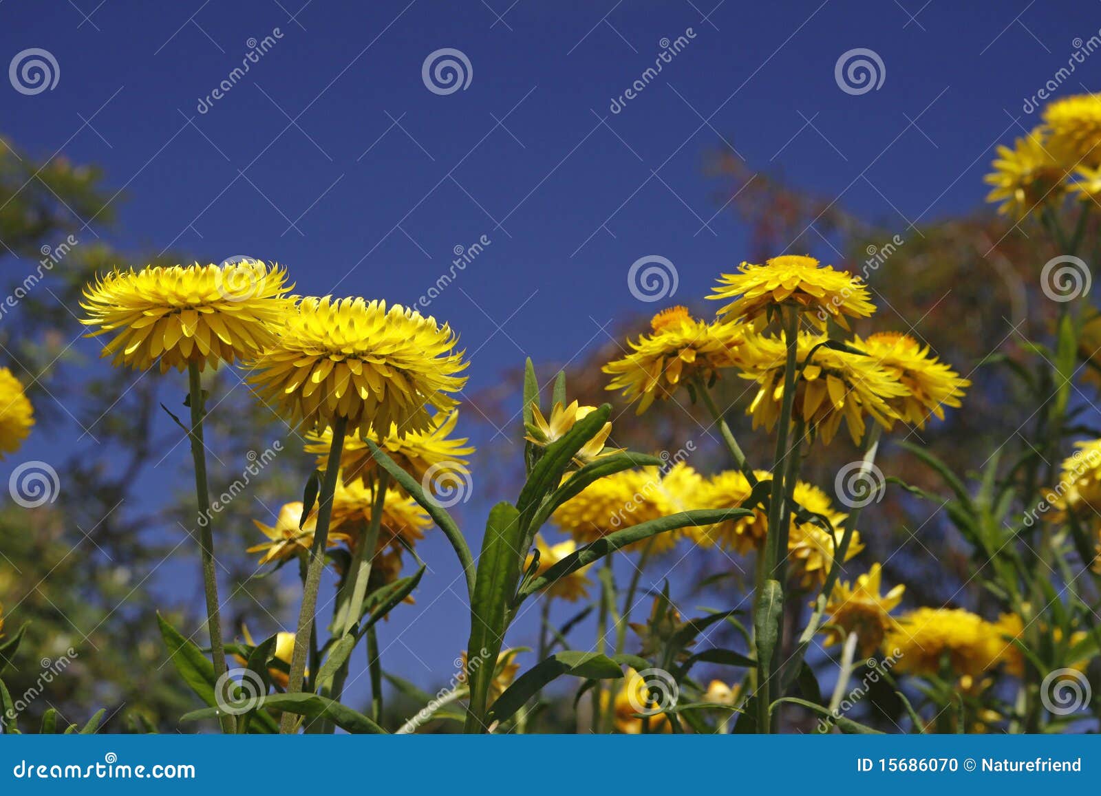 Golden Everlasting Flower in Spring Stock Photo - Image of bloom ...