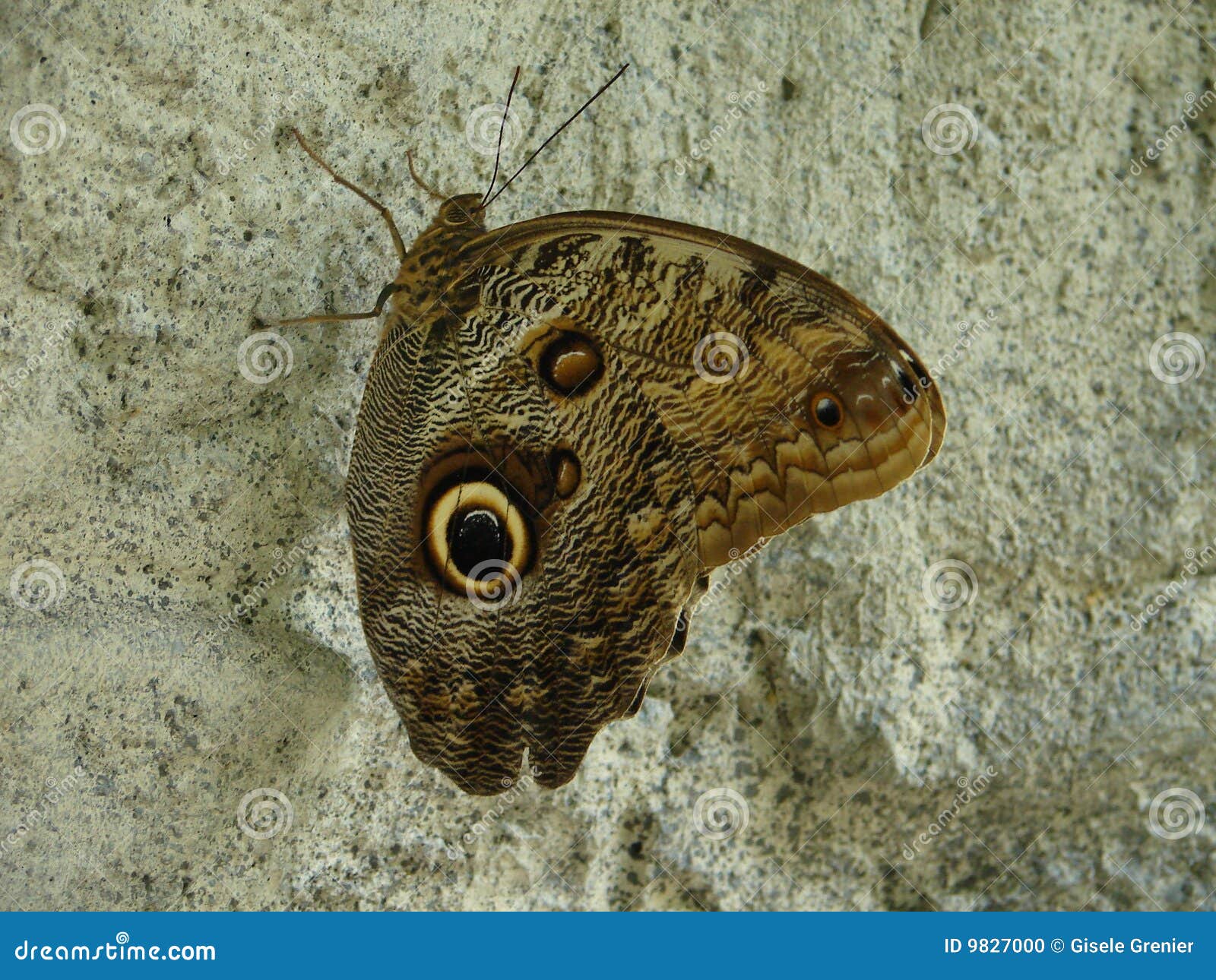 Golden Eye Butterfly stock photo. Image of wildlife, black - 9827000
