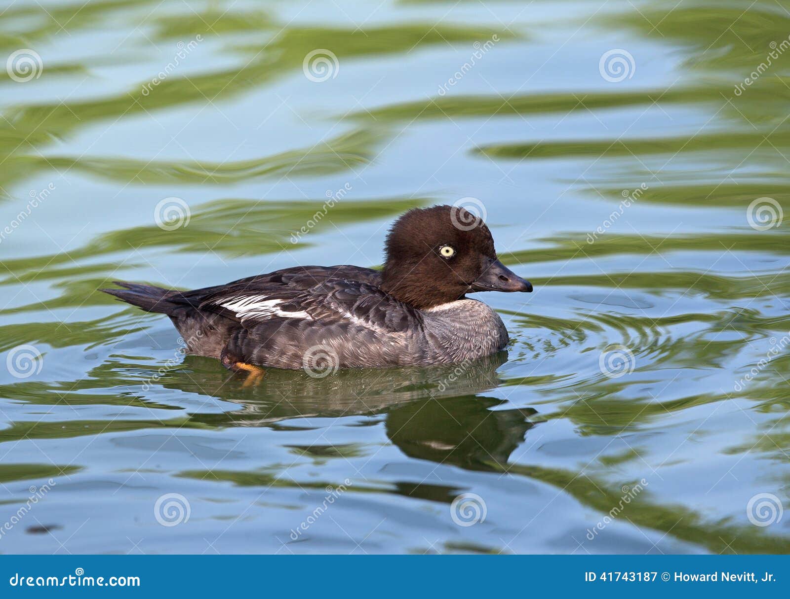 Golden Eye Duck swimming stock image. Image of bird, marsh - 41743187