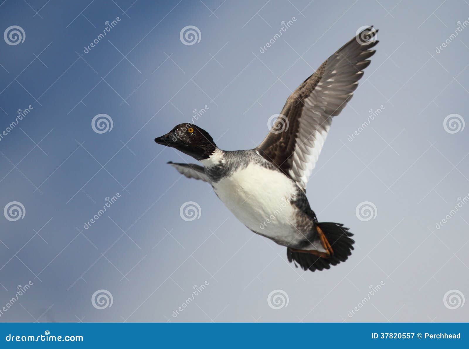 Golden eye hen in flight stock image. Image of goldeneye - 37820557