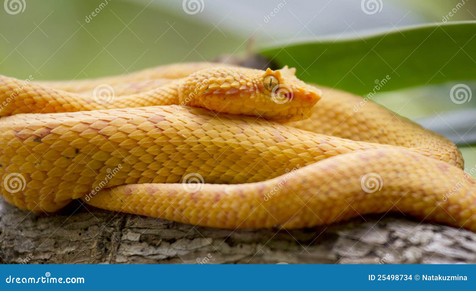 Golden Eyelash Viper stock photo. Image of venomous, costa - 25498734
