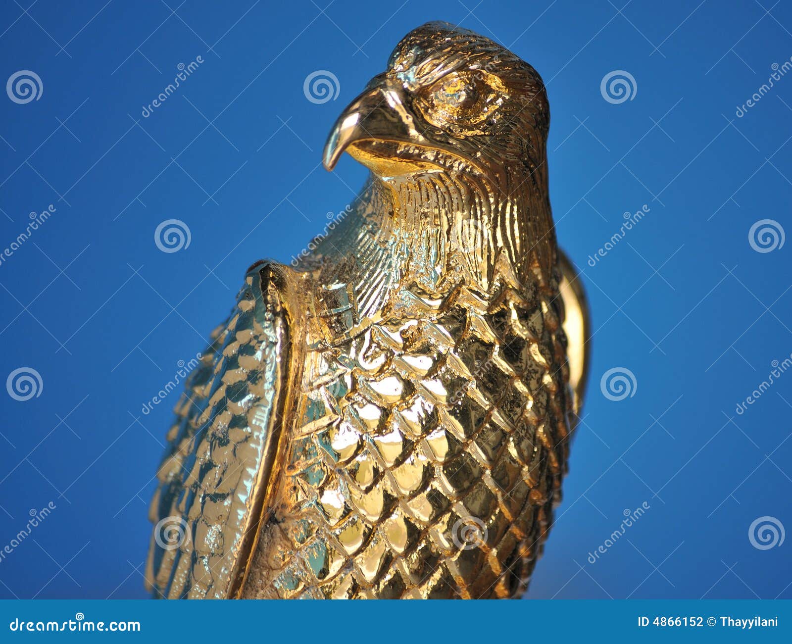 Golden Falcon Head stock photo. Image of gold, eagle, golden - 4866152