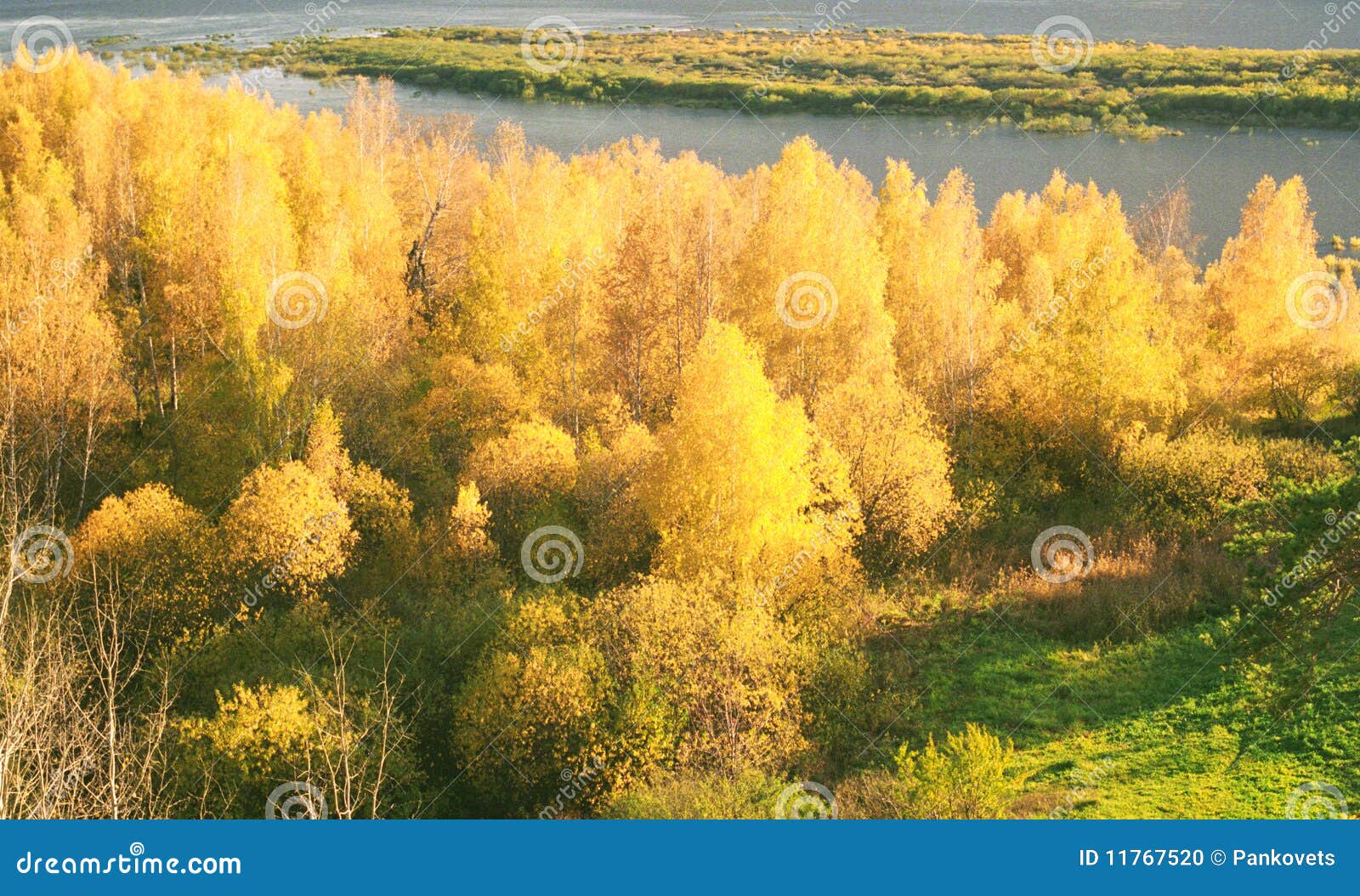 Golden fall stock photo. Image of yellow, nature, miracle - 11767520
