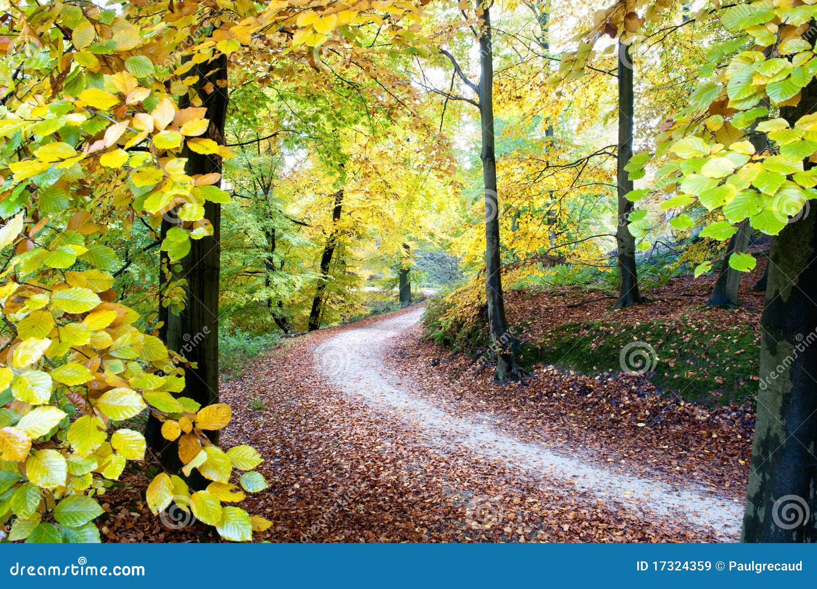 Golden fall stock image. Image of park, environment, light - 17324359