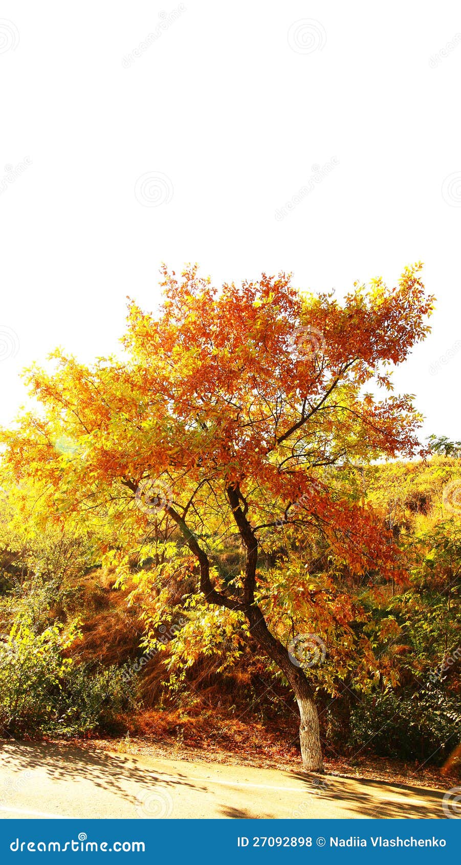 Golden fall stock illustration. Illustration of yellow - 27092898